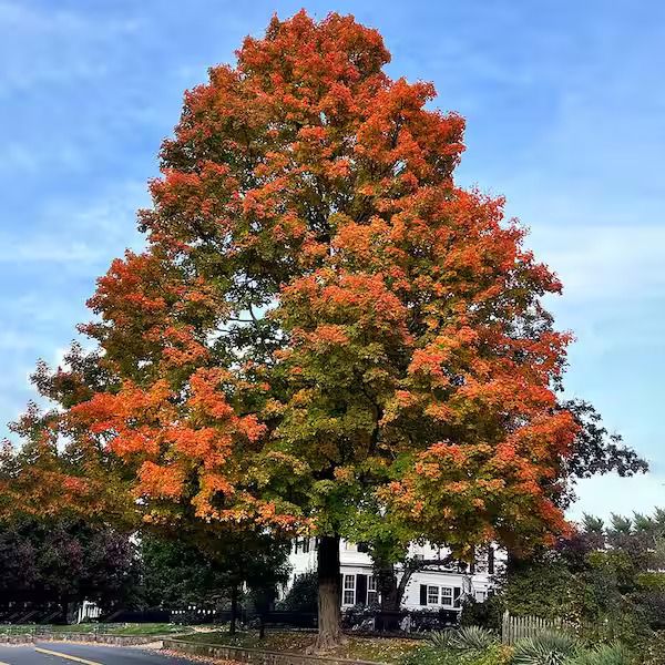 The 2025 Tree of the Year: Northern Red Oak
