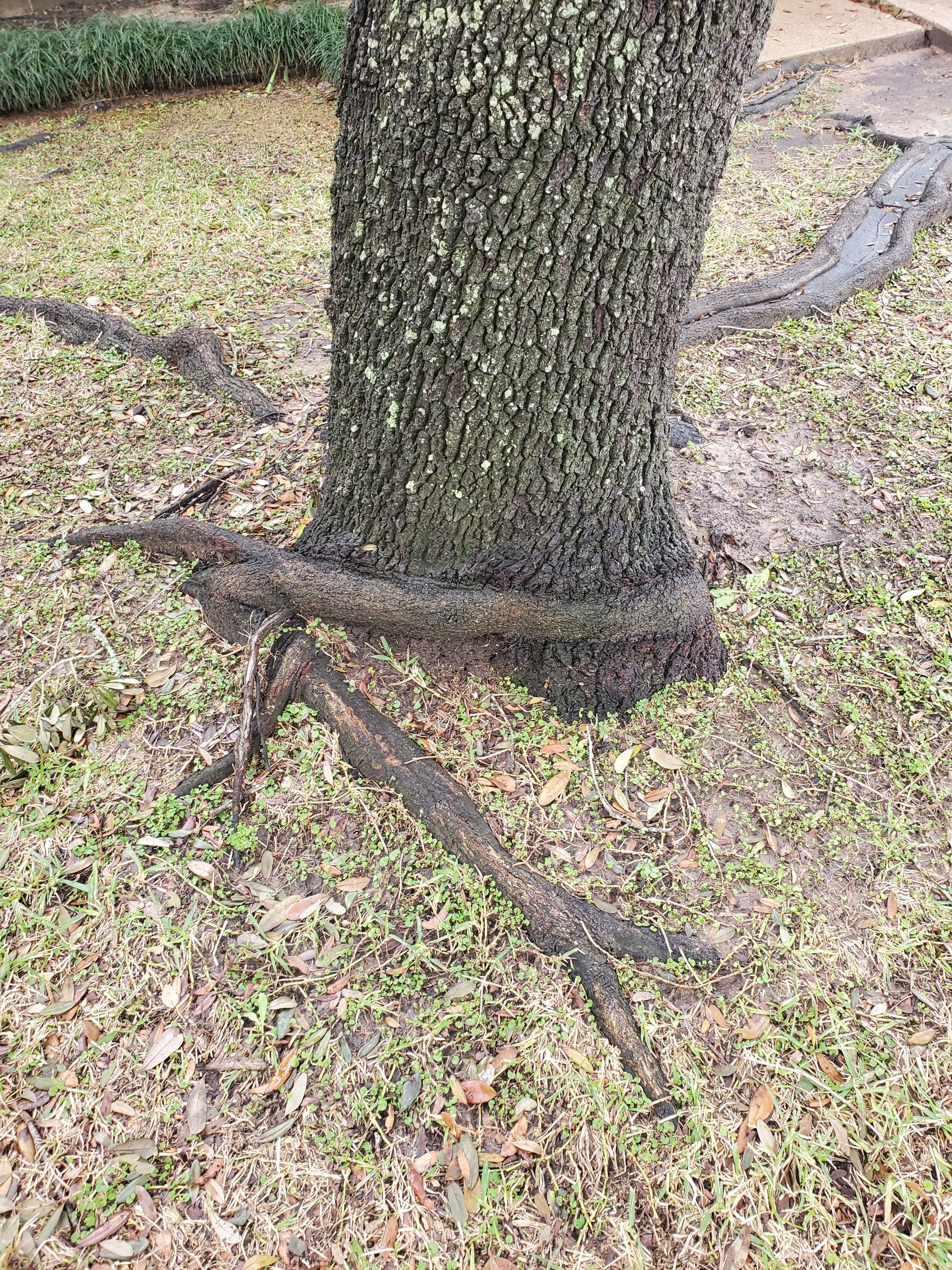 Understanding Tree Girdling: How It Affects Your Trees and How to ...