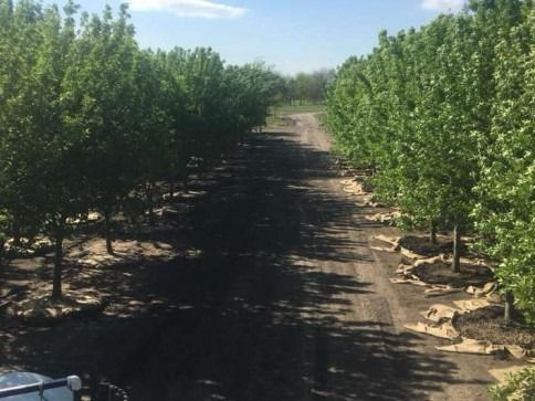 Tree Farm & Relocation | Wagner Tree Farm | Santa Fe, Pearland, League ...