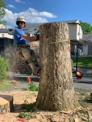 Gallery | Wayne, NJ | Mountain View Tree Service