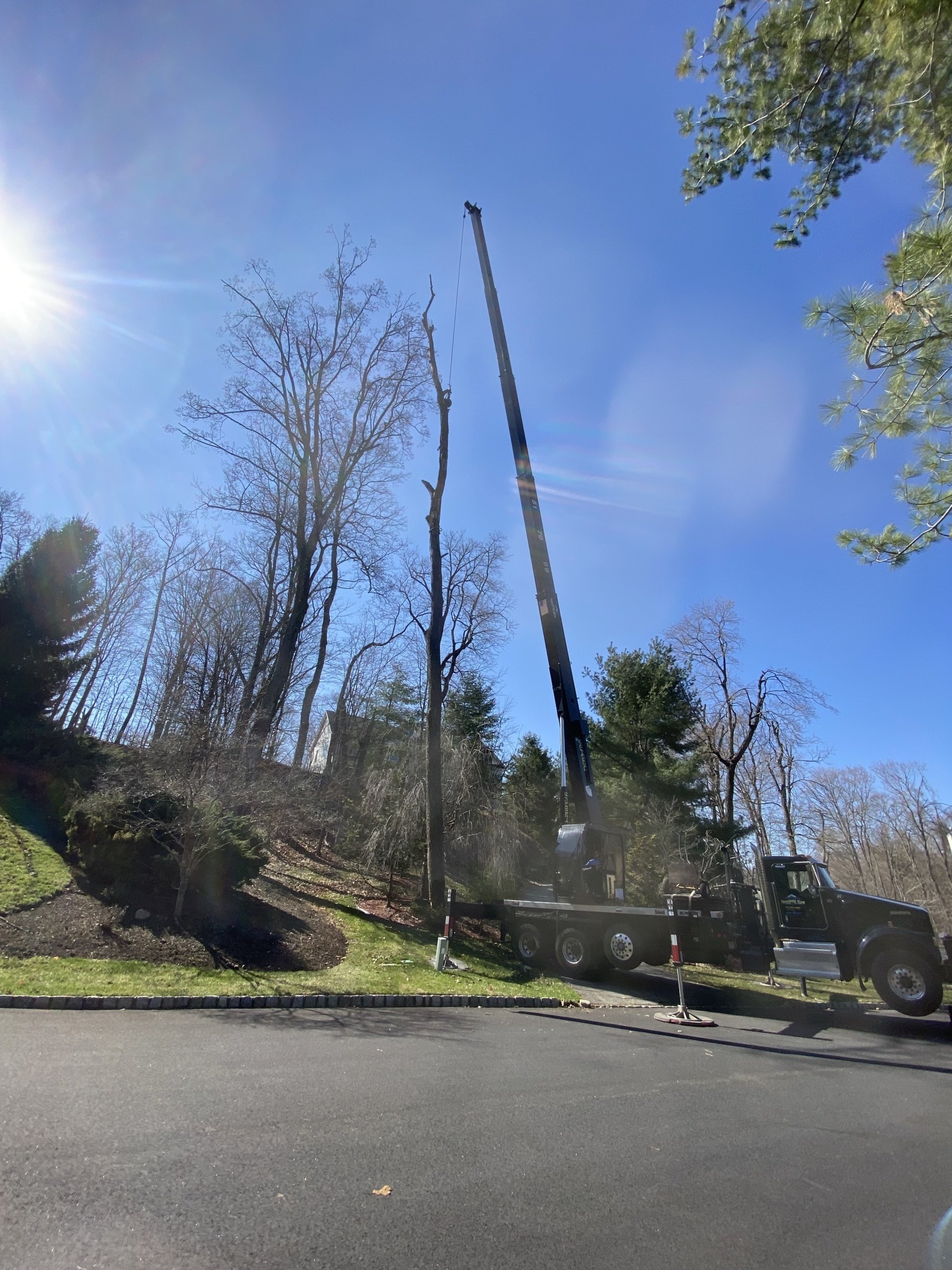 Tree Services | Wayne, NJ | Mountain View Tree Service