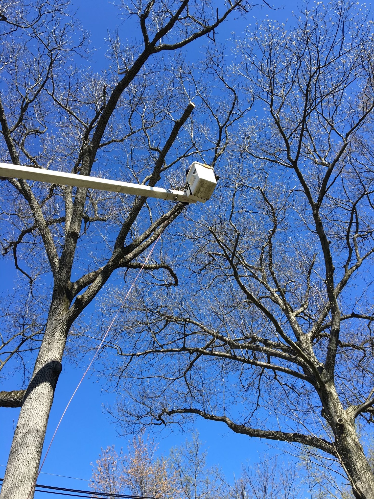 Trimming & Pruning | Wayne, NJ | Mountain View Tree Service