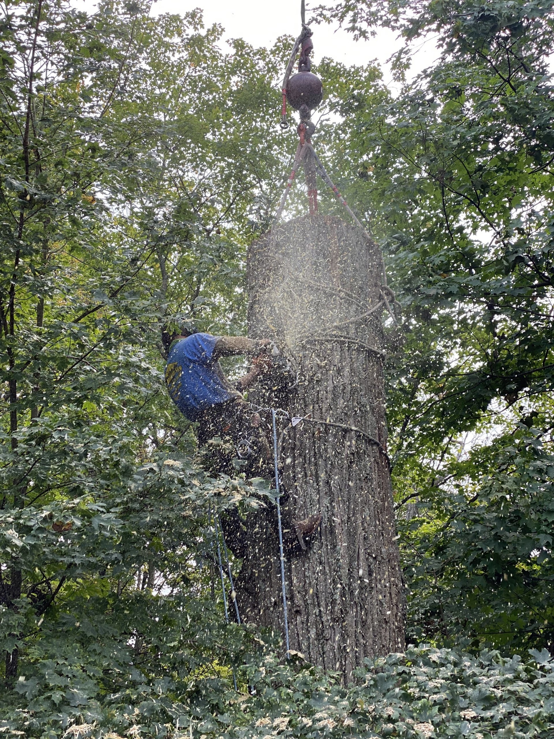 Tree Services | Wayne, NJ | Mountain View Tree Service