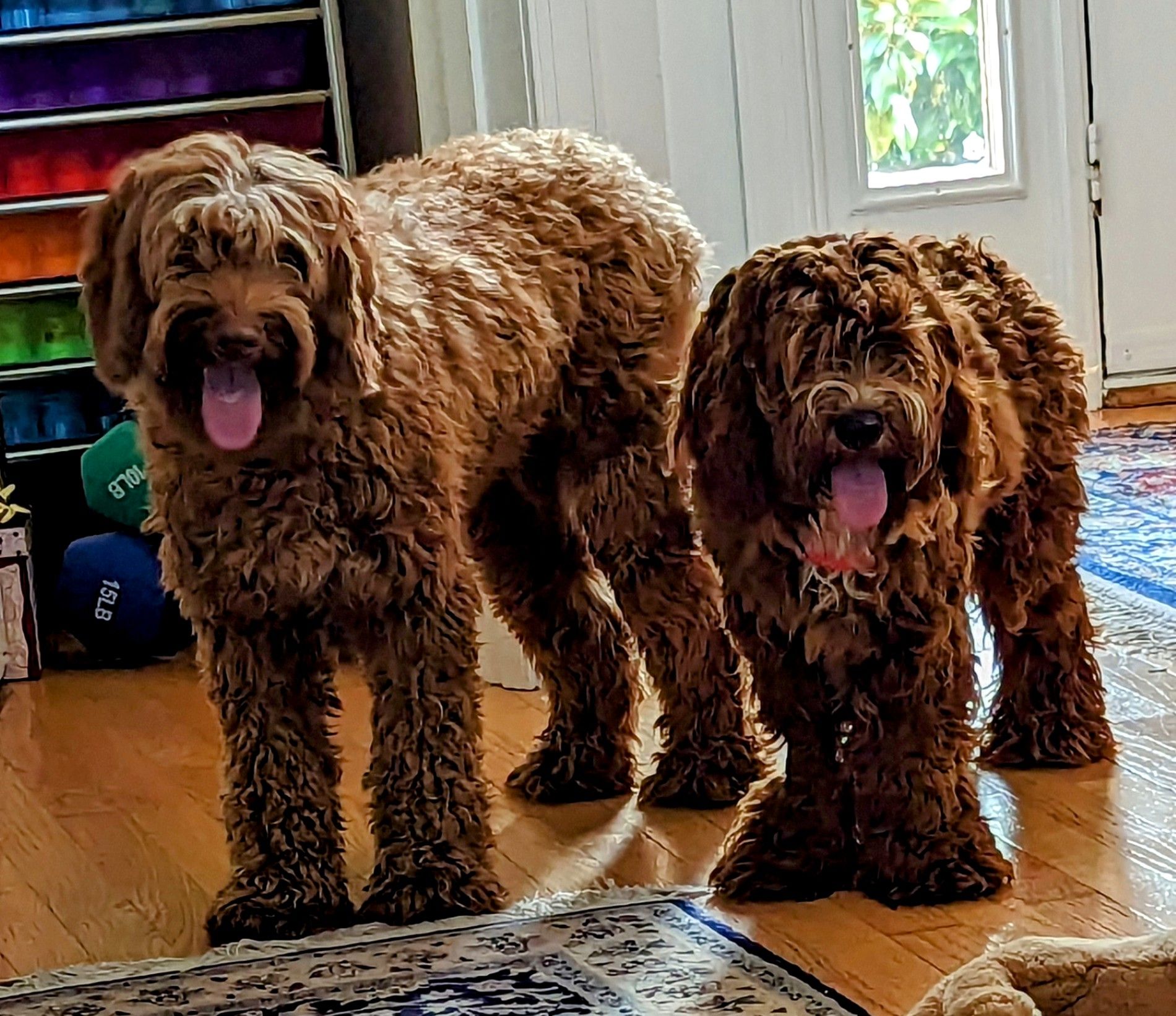 Pet Care Services | Durham, NC | Paula’s Pawsome Pets