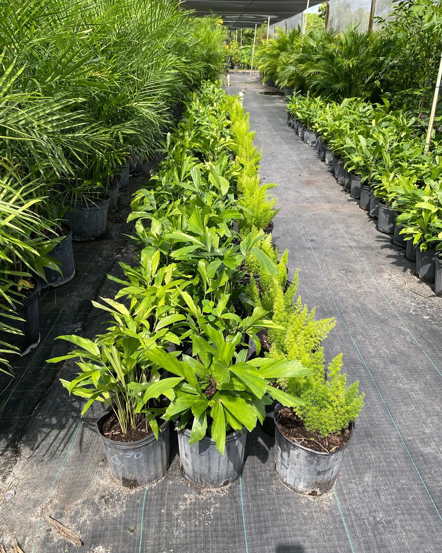 Gallery of Plants and Flowers | Miami, FL