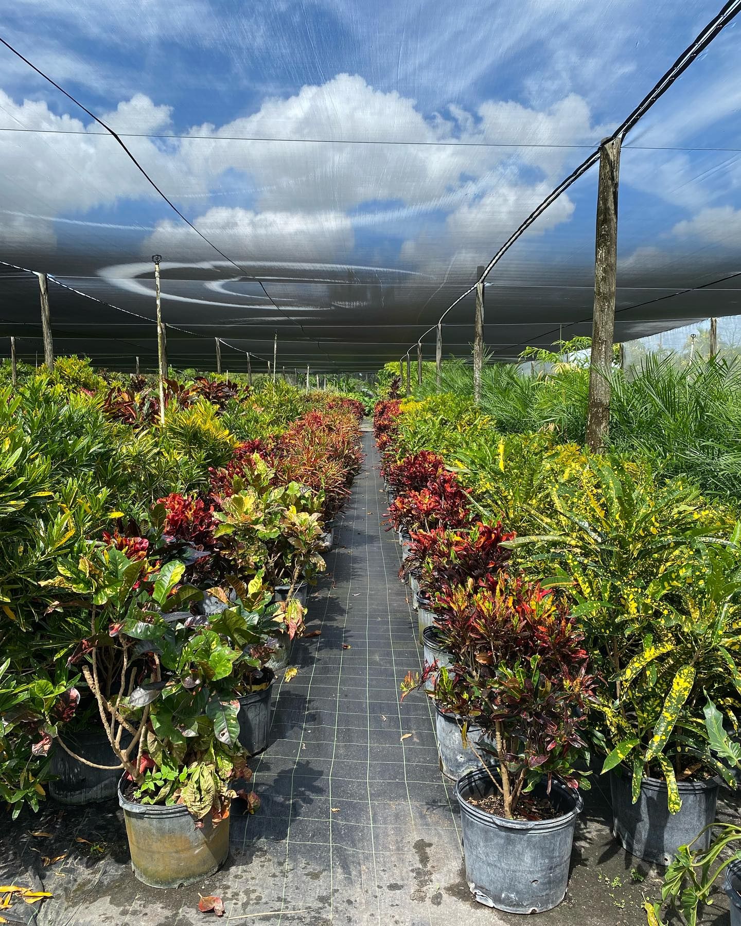 Gallery of Plants and Flowers | Miami, FL