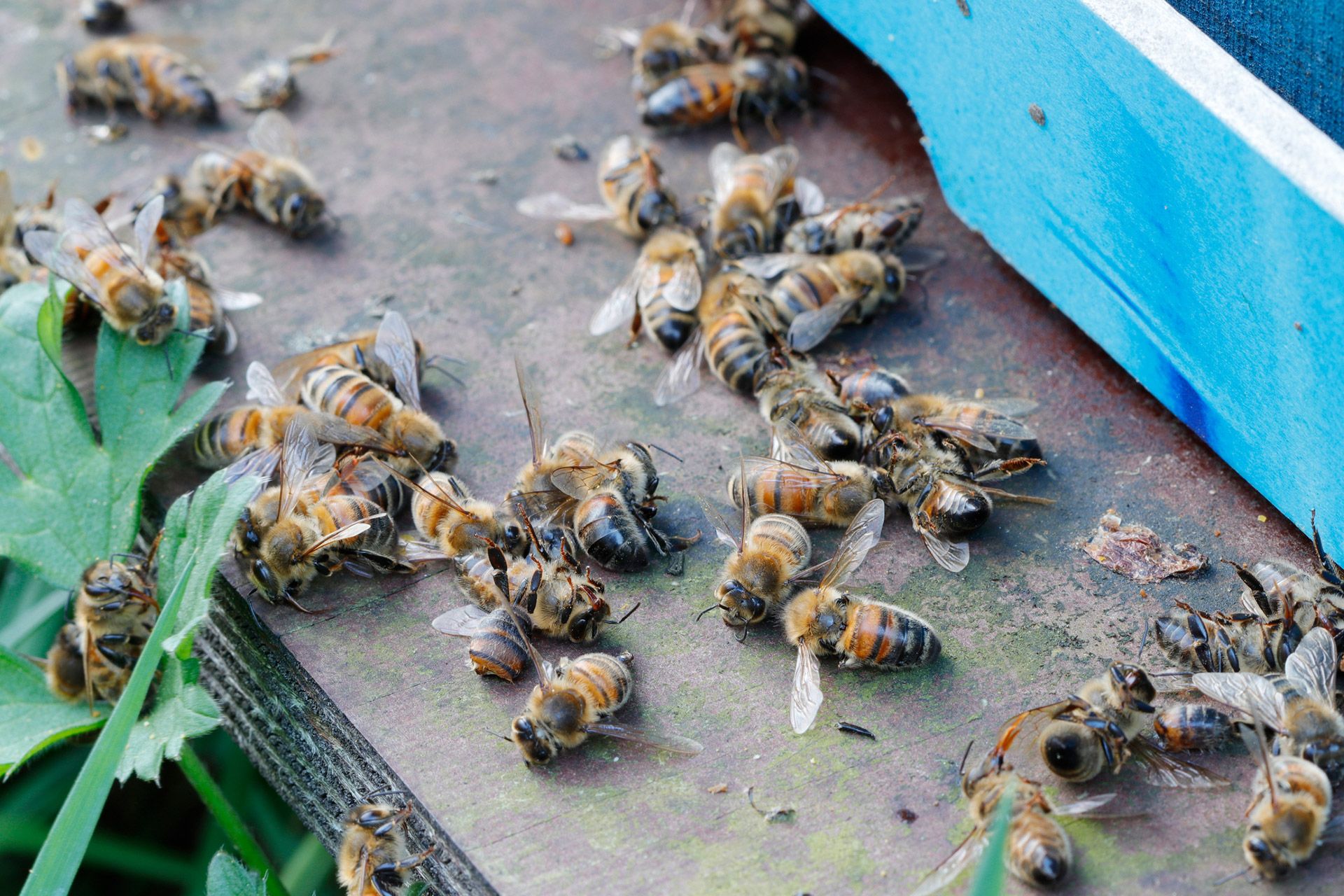 Control Bees and Wasps – Newark OH – All County Pest Control