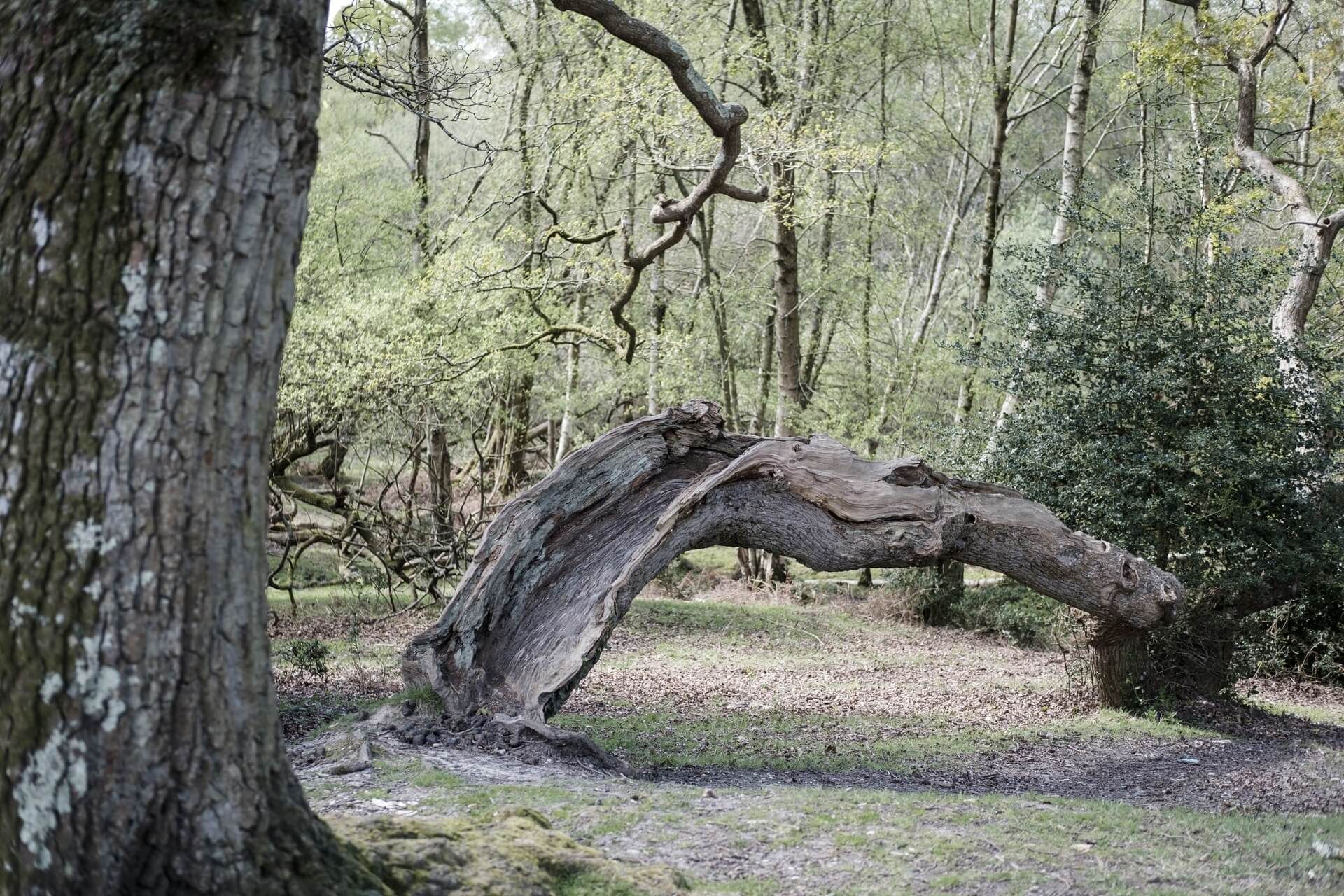 Interactive Gallery | The Oak Inn | Lyndhurst