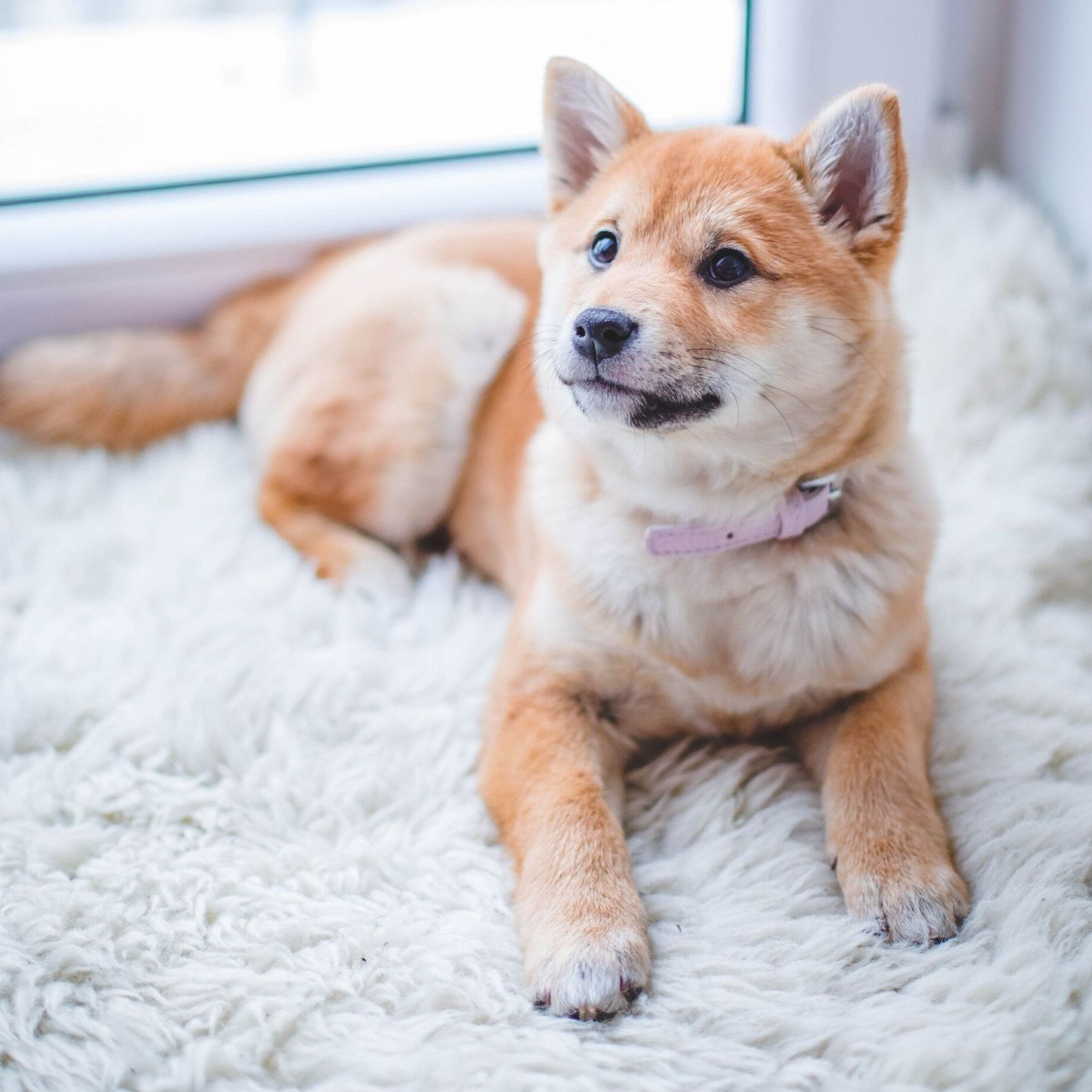 Canal Fulton Jackson Veterinary Clinic | Veterinary Wellness Partners