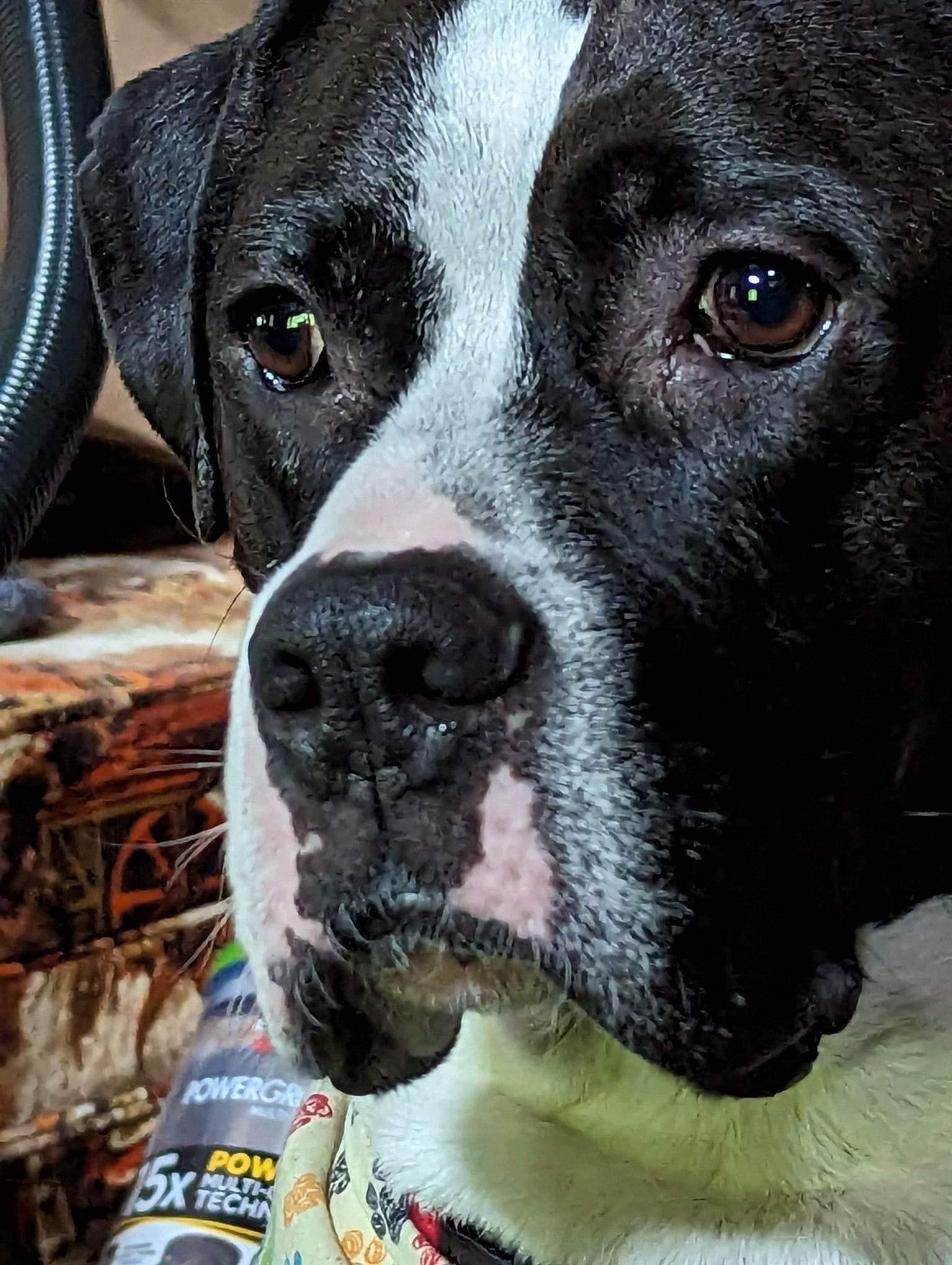 Sanctuary Acres Boxer Rescue Photo Gallery