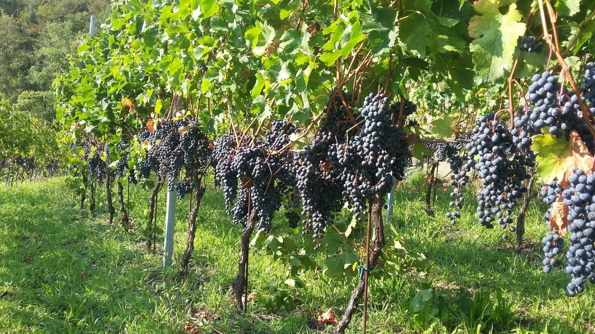 Tenuta Lonisa