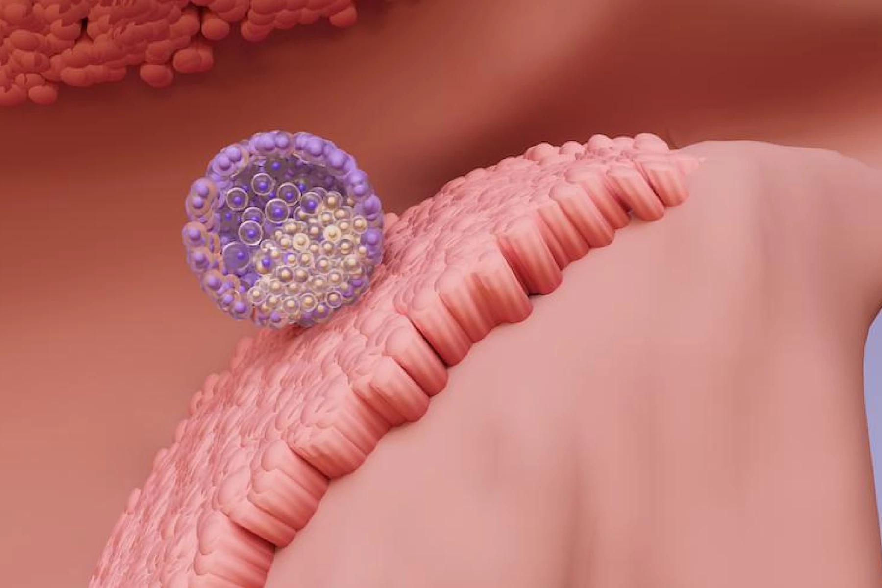 Fact sheet to understand what is involved in the frozen embryo transfer ...