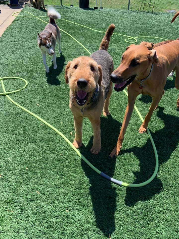 Our Services | Midwest Dog Center | Wichita, KS