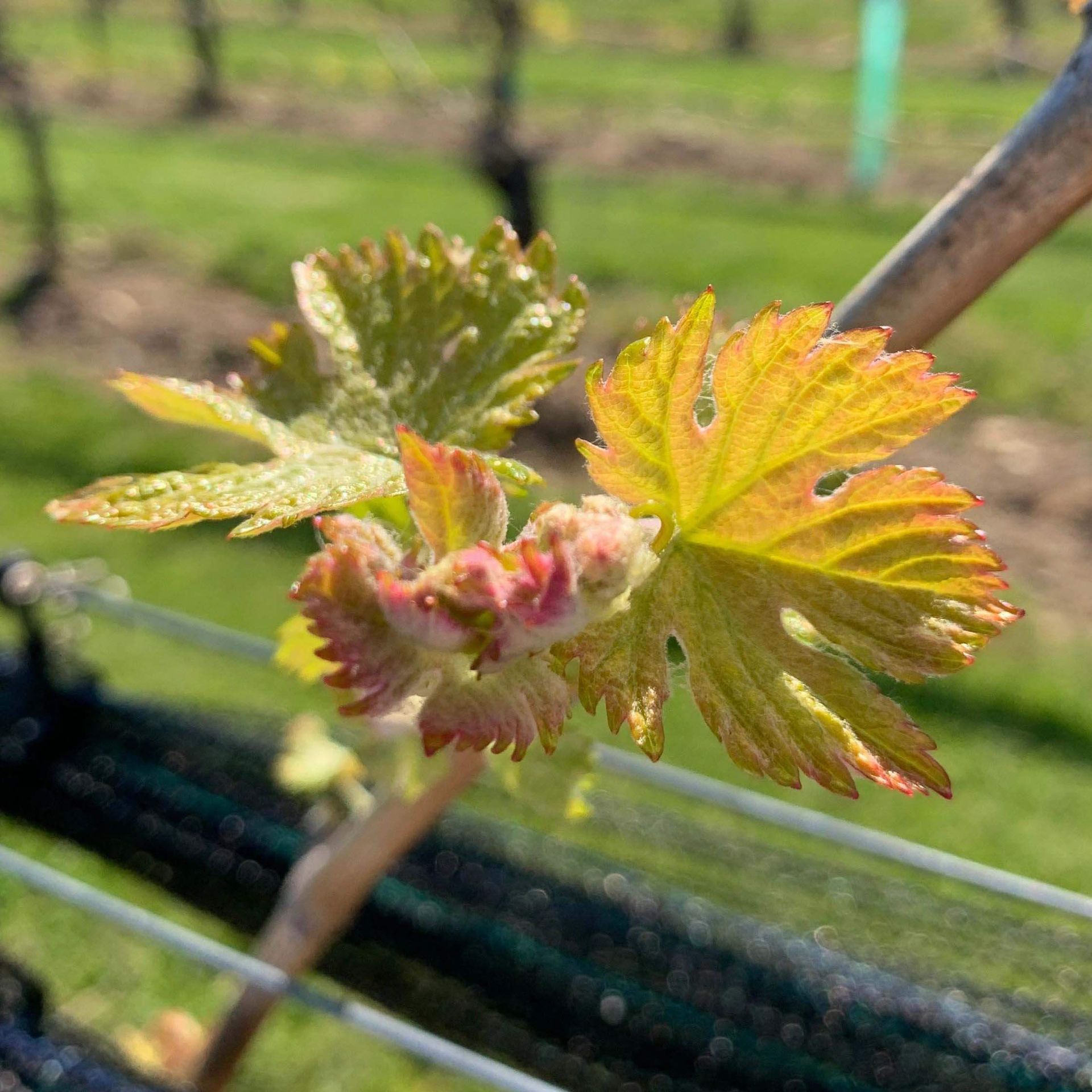 Winery Tours | Jonathan Edwards Winery | NE