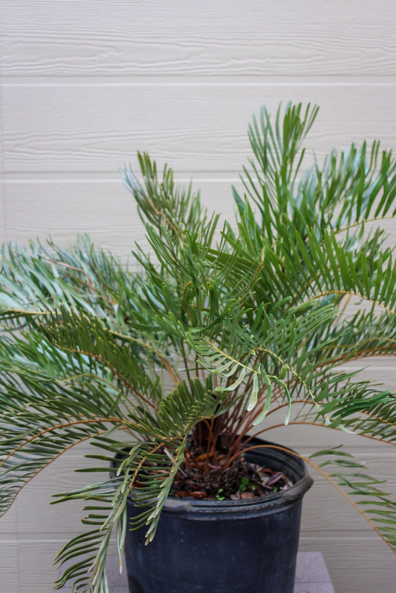 Palms & Cycads - Plant Inventory - Green Thumb Nursery