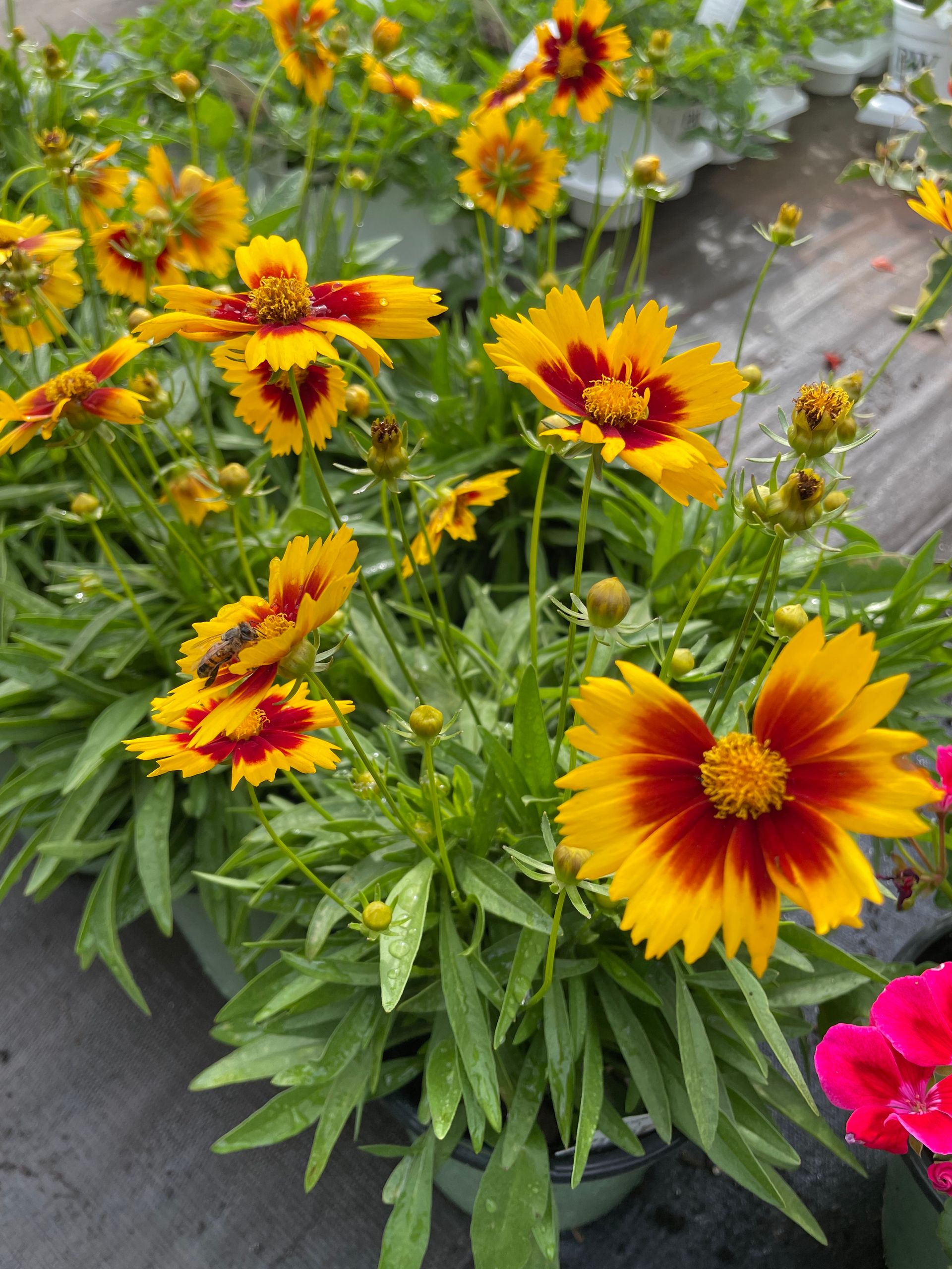 Perennials