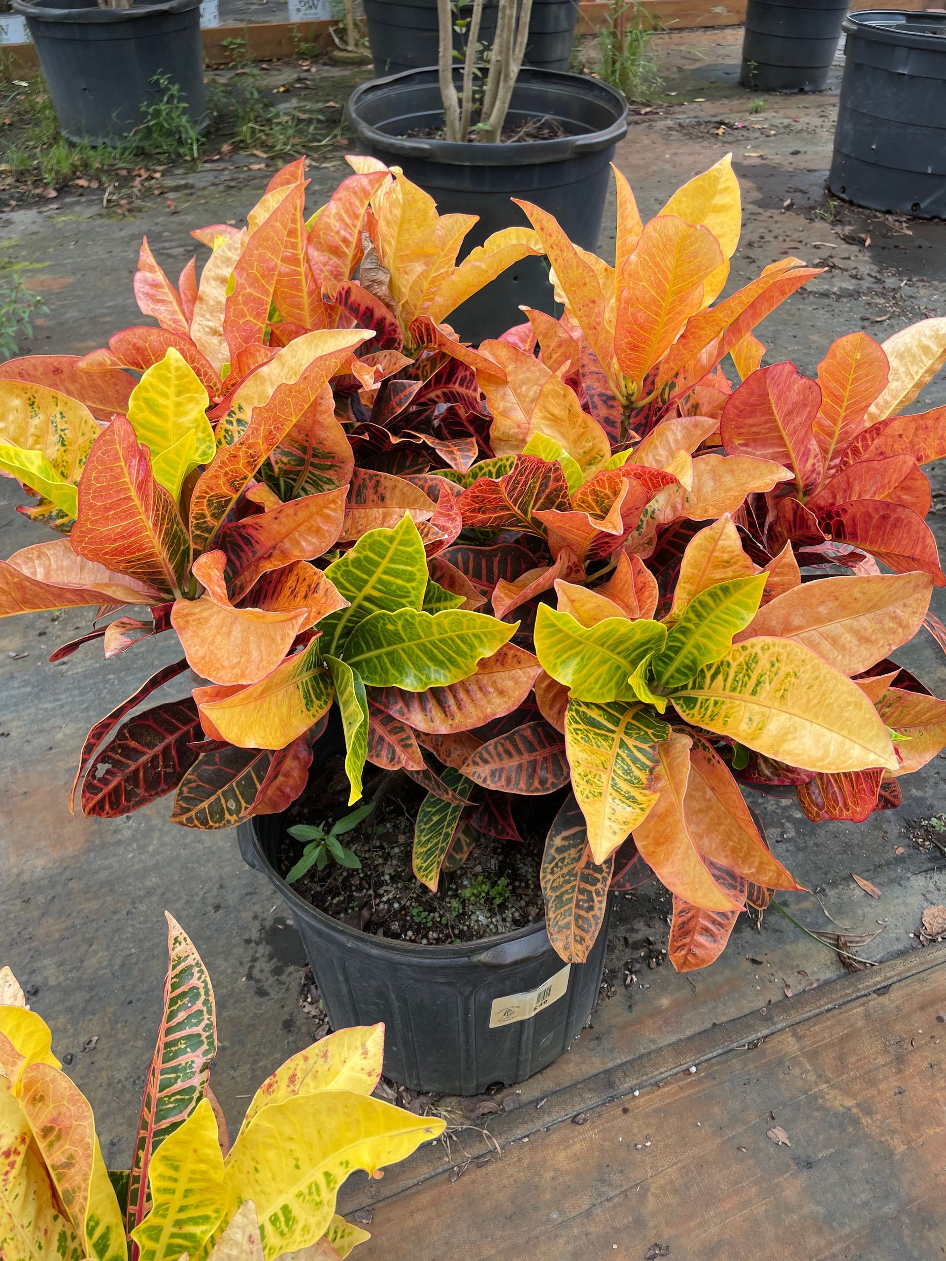 Shrubs - Plant Inventory - Green Thumb Nursery