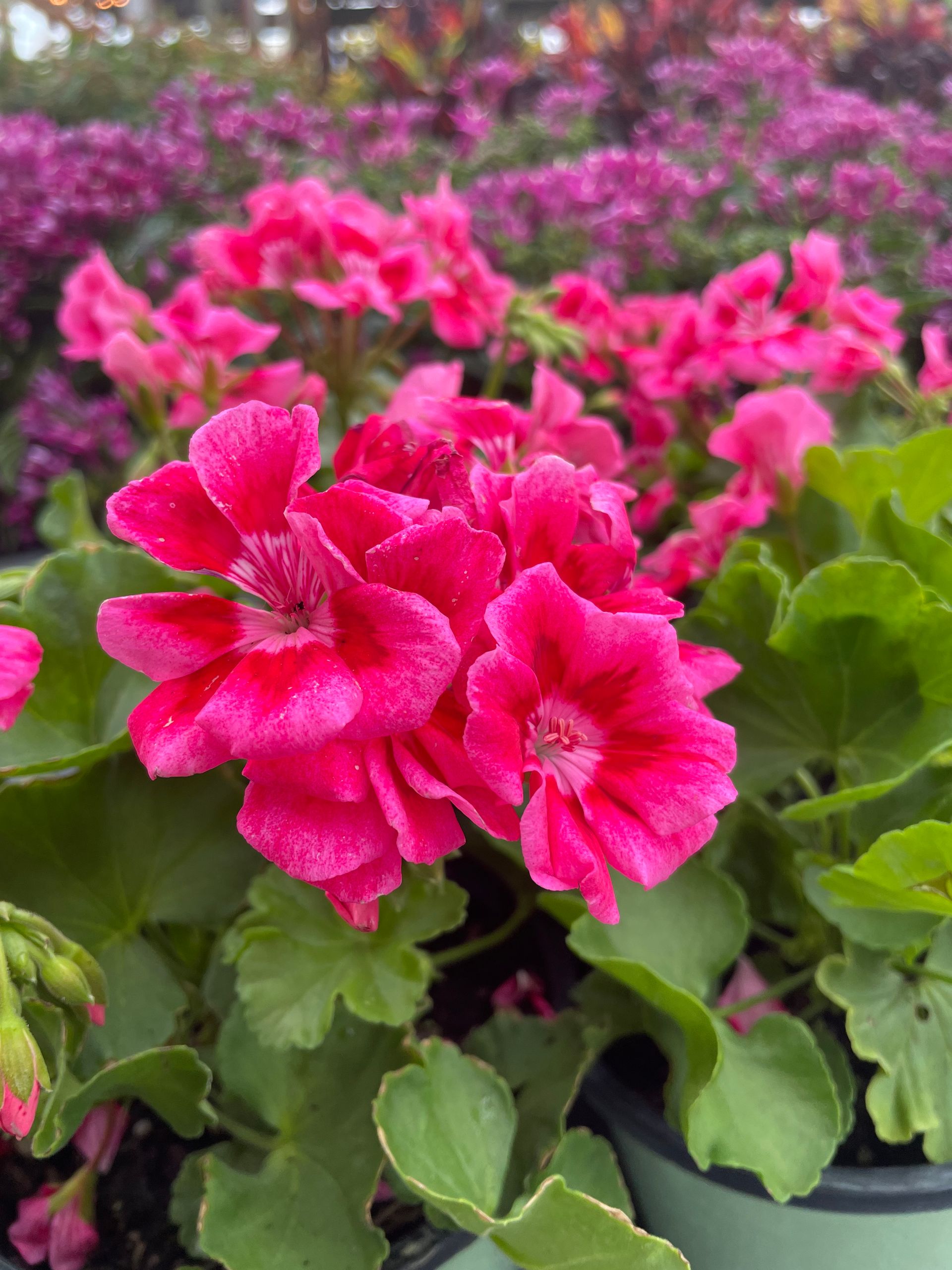 Annuals