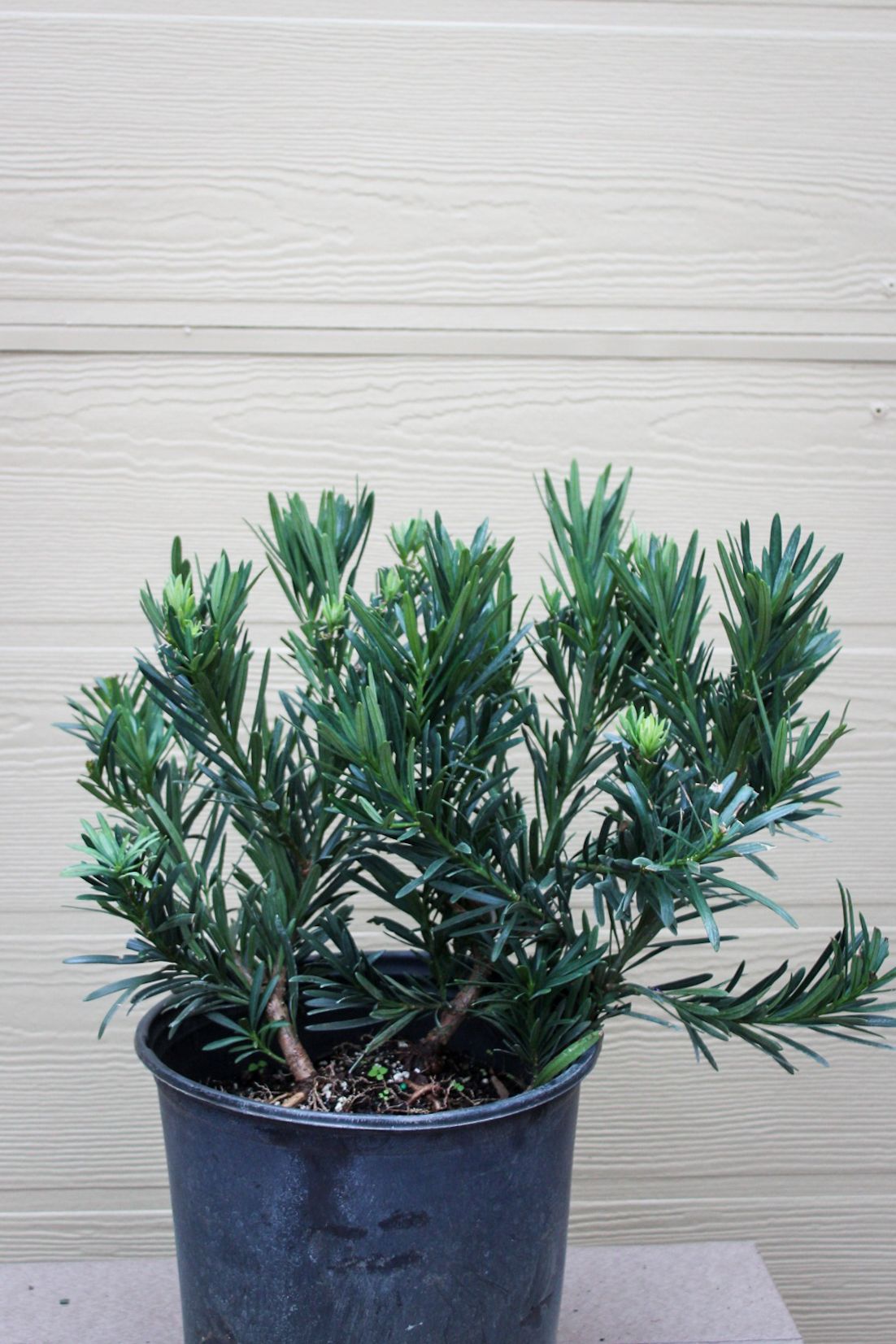 Shrubs - Plant Inventory - Green Thumb Nursery