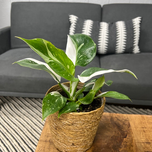 leafjoy®️ Collection