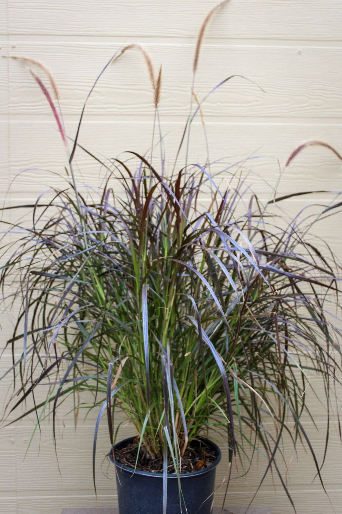 Grasses & Vines - Plant Inventory - Green Thumb Nursery