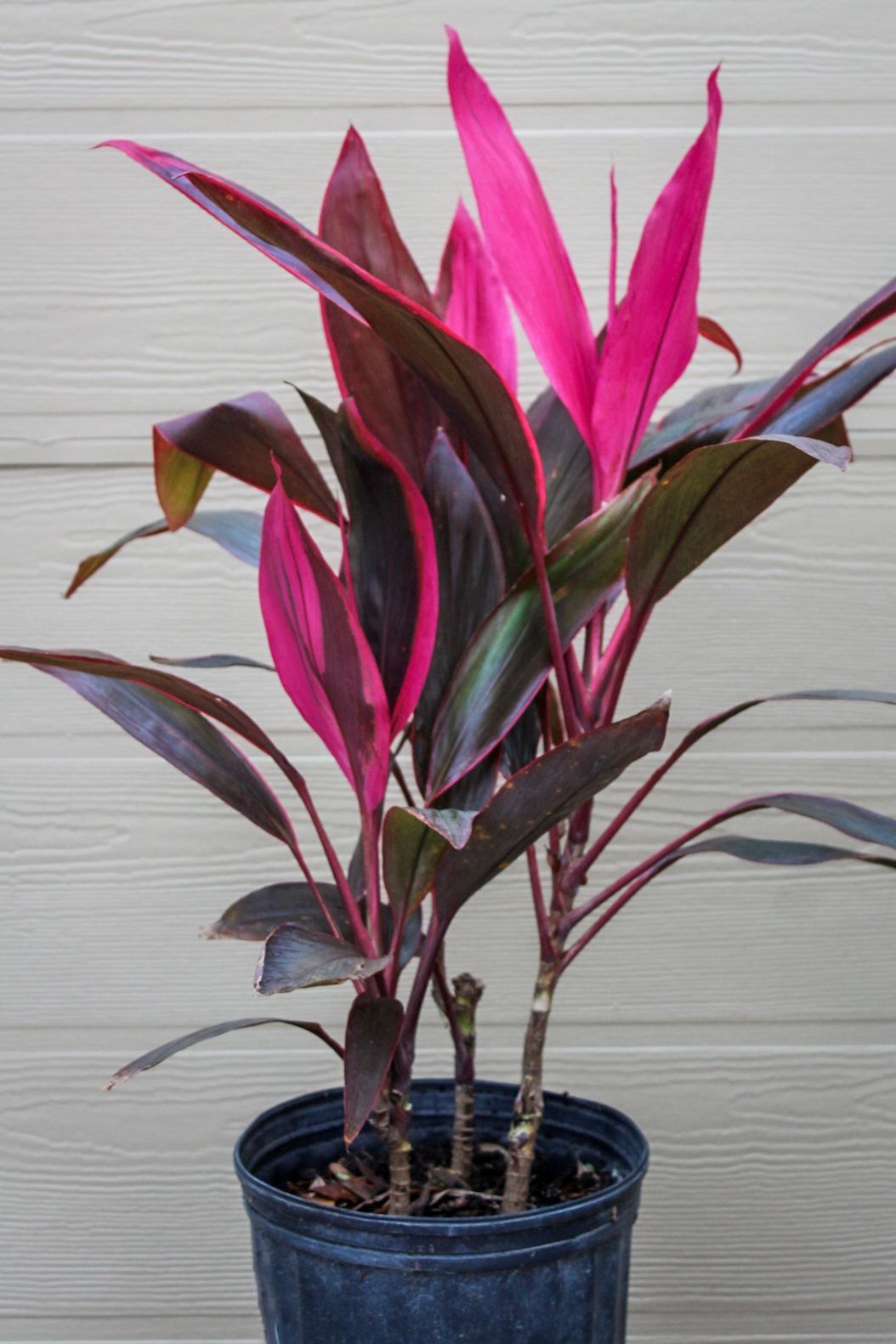 Shrubs - Plant Inventory - Green Thumb Nursery