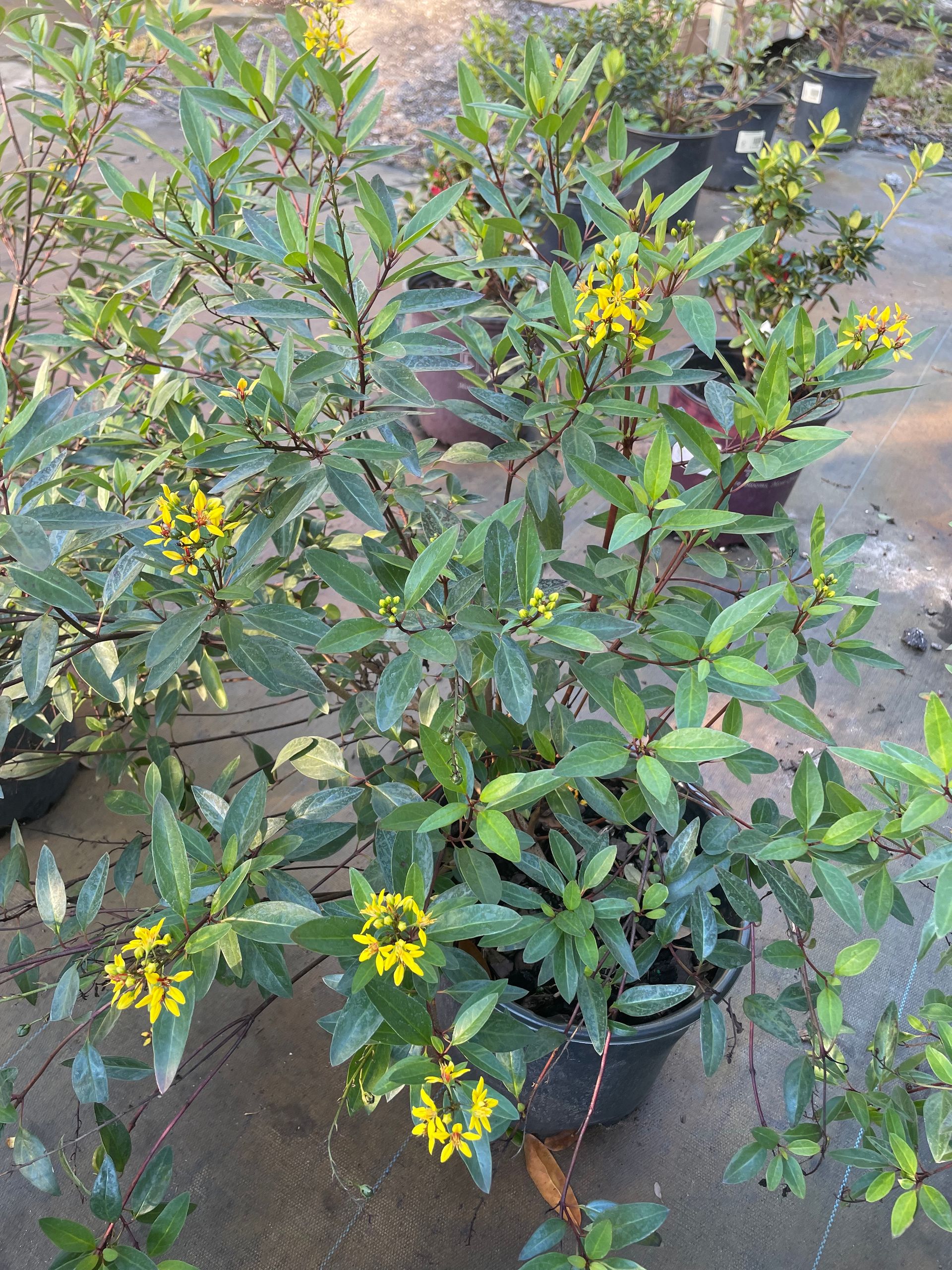 Shrubs - Plant Inventory - Green Thumb Nursery