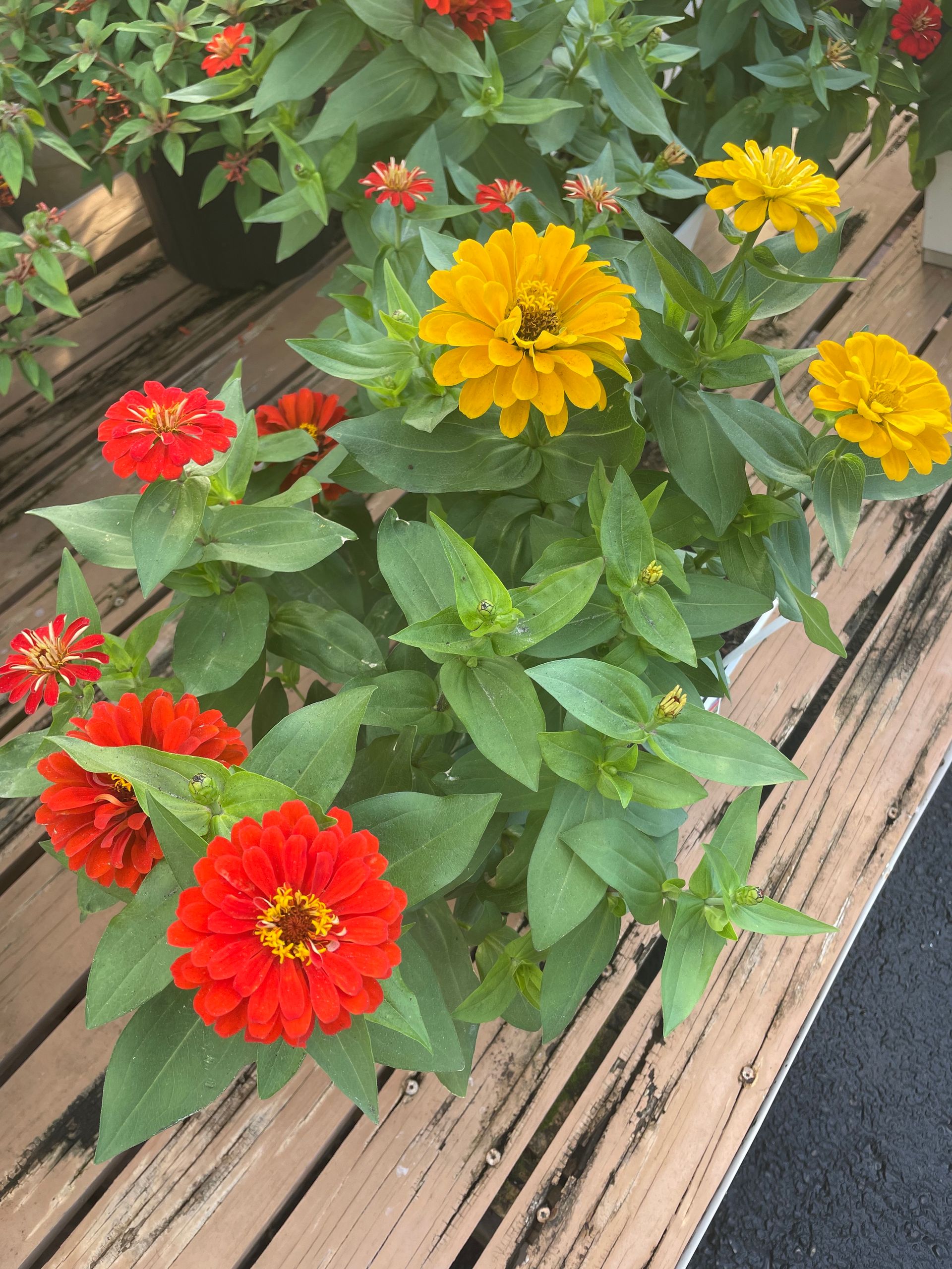 Annuals