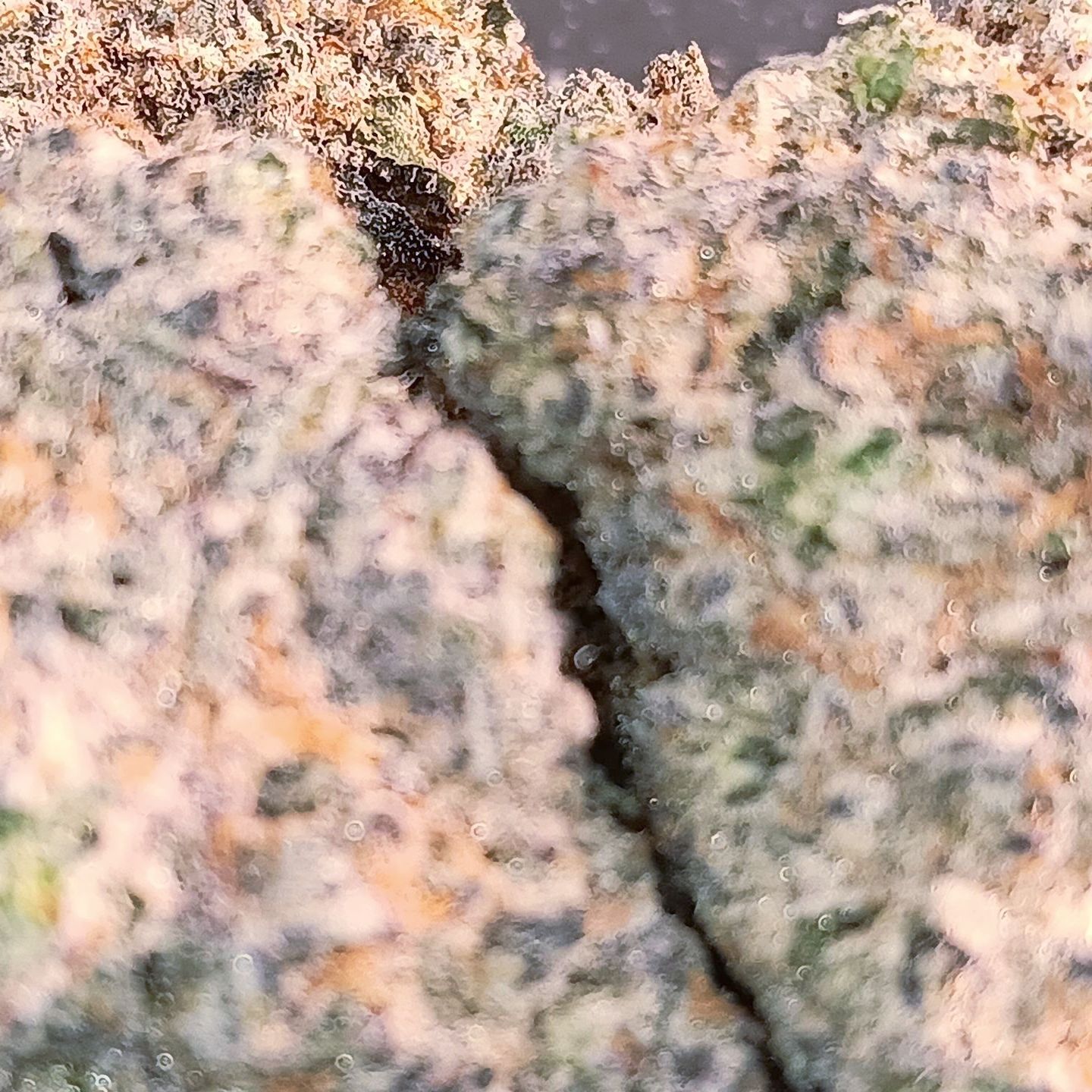 Flower | Watertown, SD | 605-880-6295