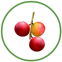 Standardized Extracts | New Acai Amazonas