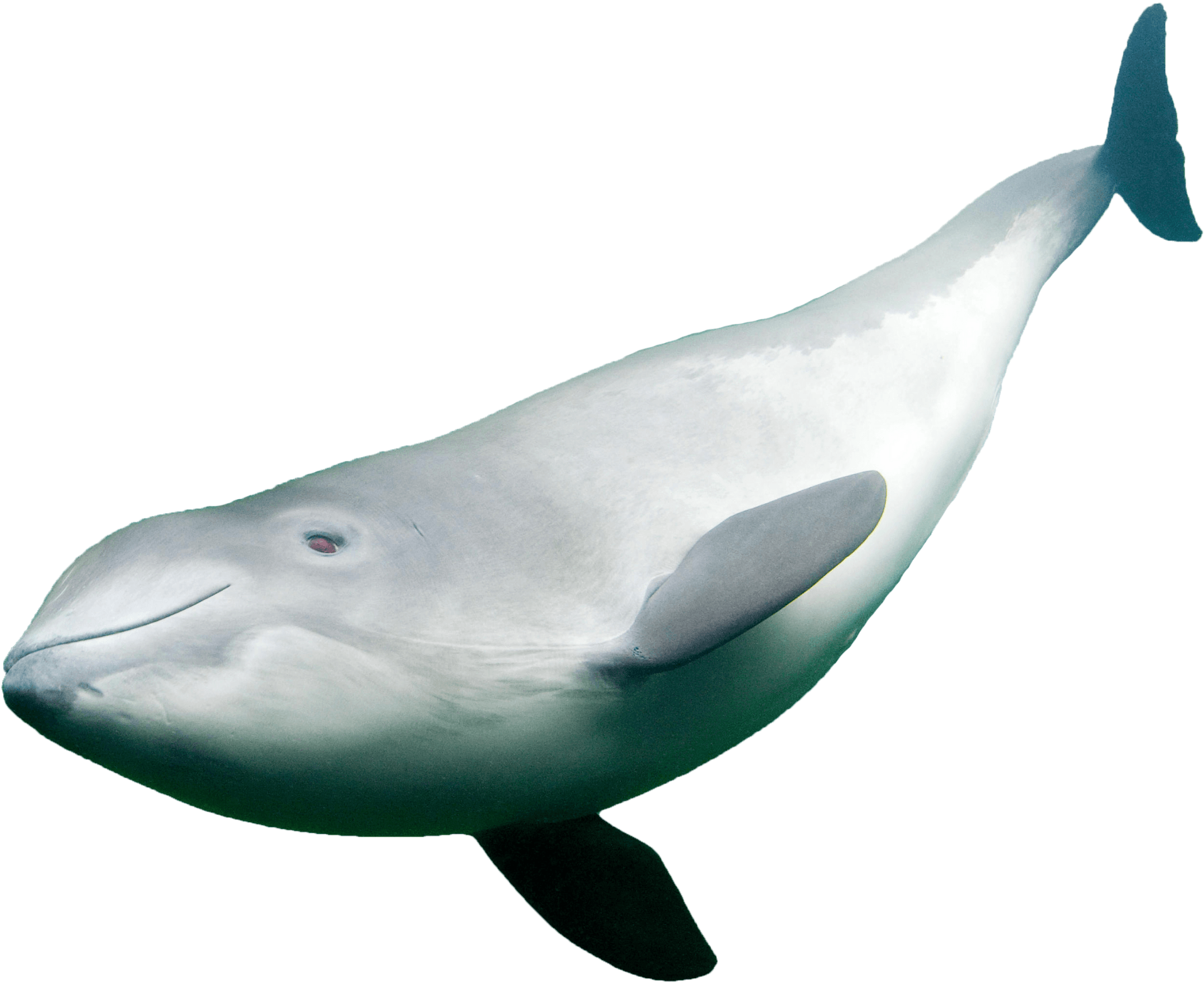 CCB Save The Baltic Porpoise