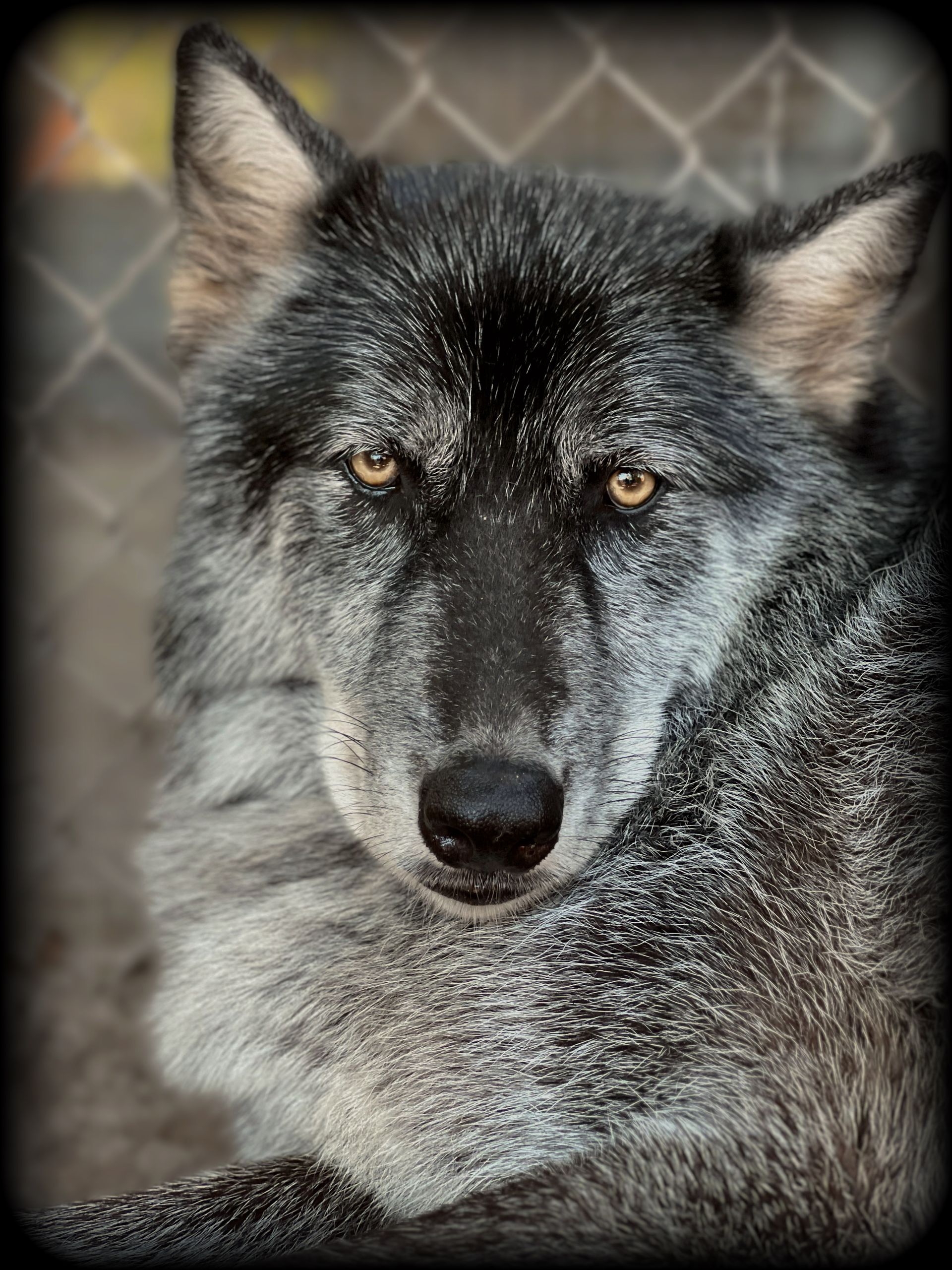 Home [www.shywolfsanctuary.org]