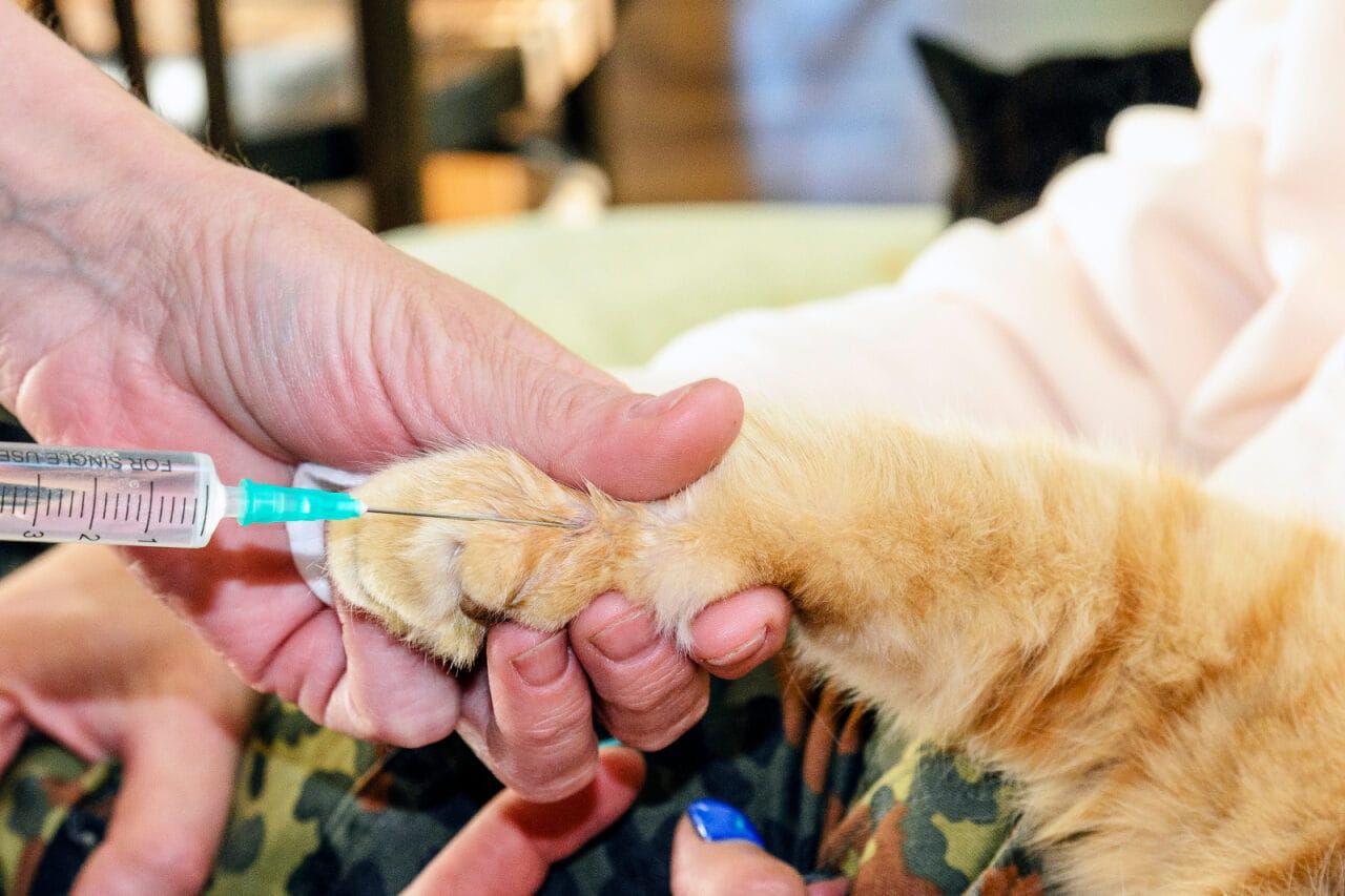Pet Vaccinations in Yandina | Yandina Vet Clinic