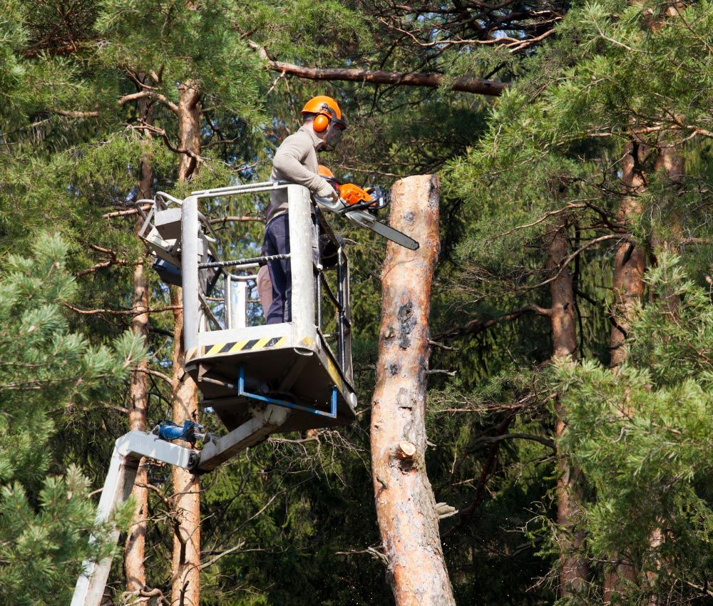 Tree Work | Jefferson Hills, PA | Father & Son Tree Service