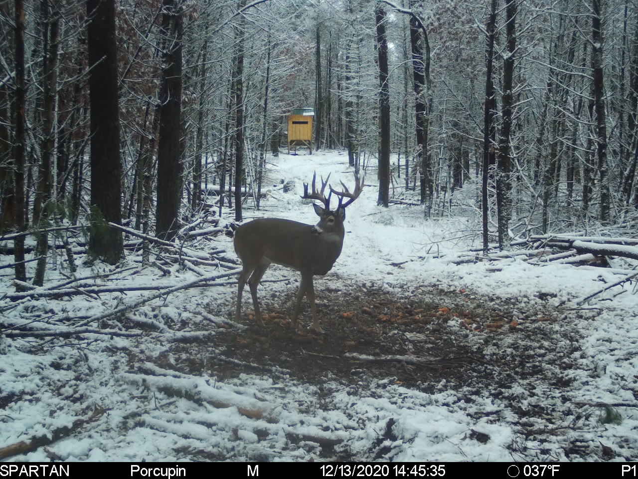 Deer and Hunt Gallery | Michigan Whitetail Hunting