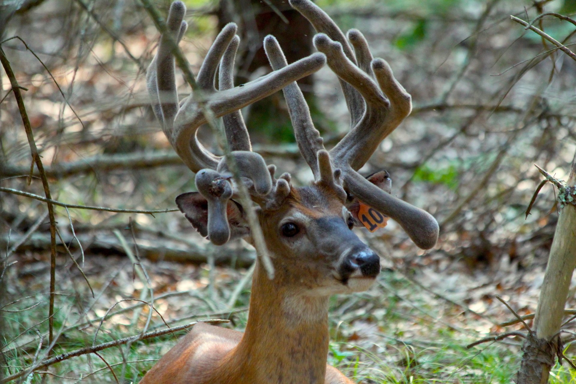 Deer and Hunt Gallery | Michigan Whitetail Hunting
