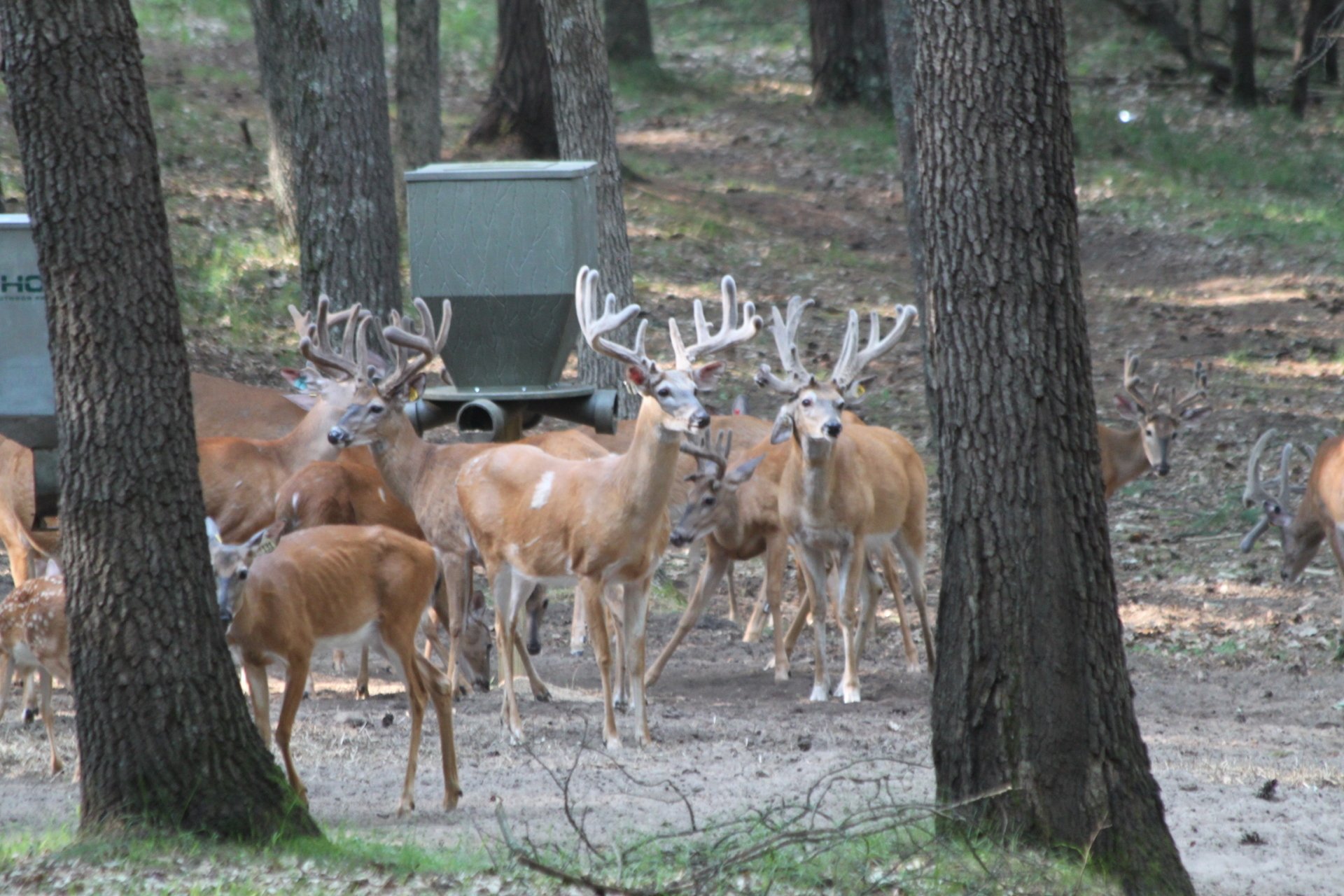 Deer and Hunt Gallery | Michigan Whitetail Hunting