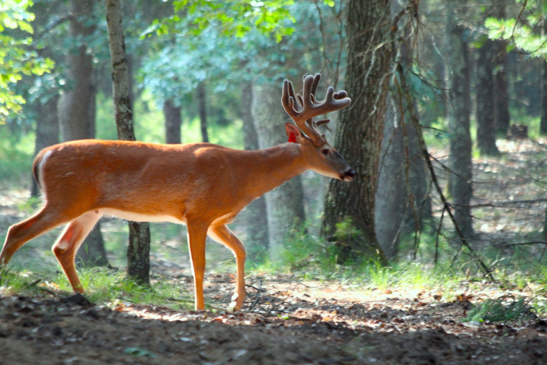 Deer and Hunt Gallery | Michigan Whitetail Hunting