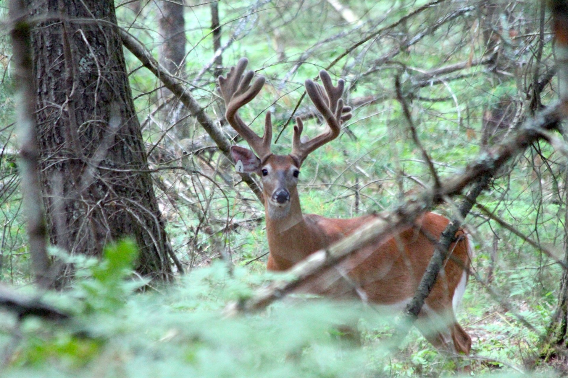Deer and Hunt Gallery | Michigan Whitetail Hunting