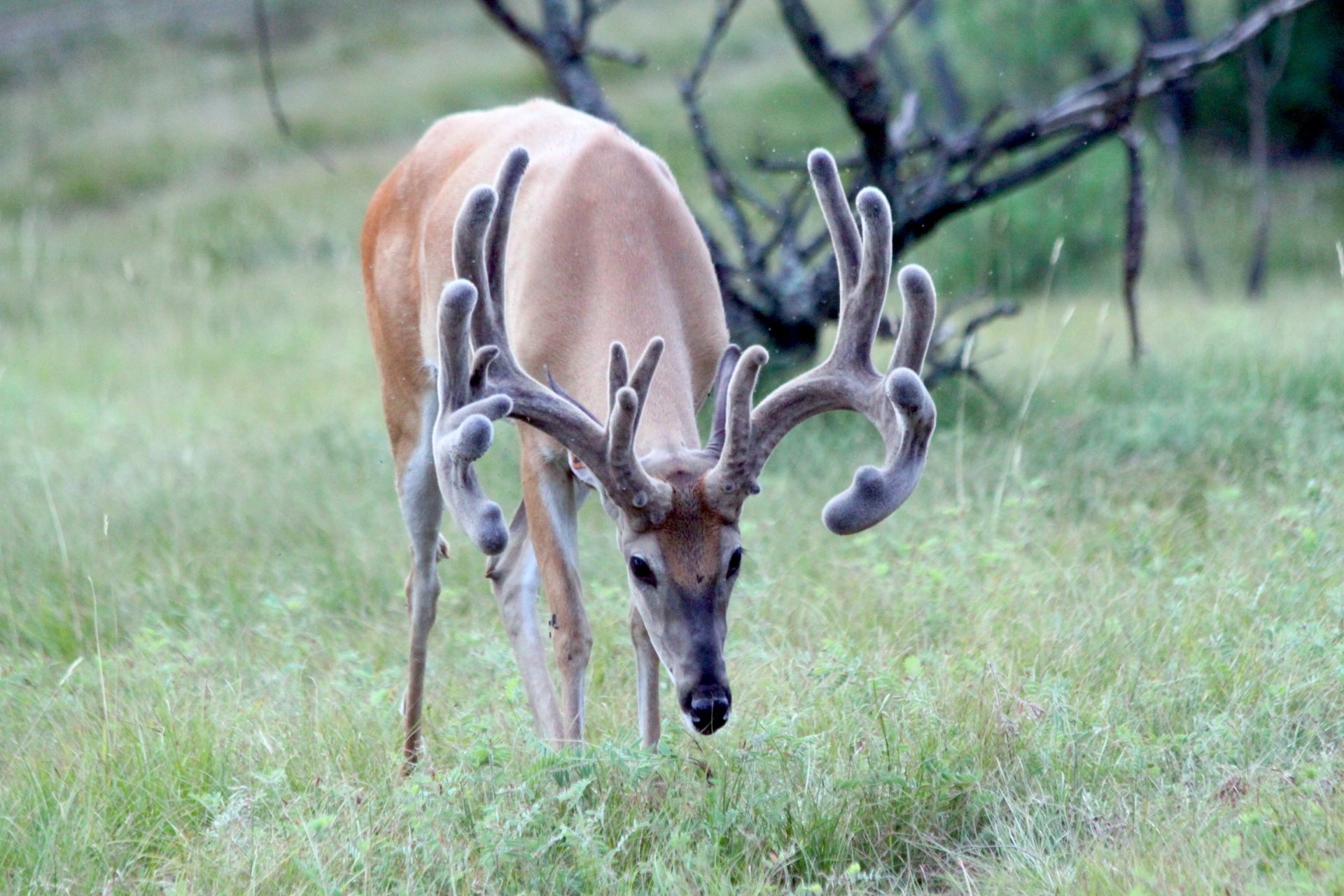 Deer and Hunt Gallery | Michigan Whitetail Hunting
