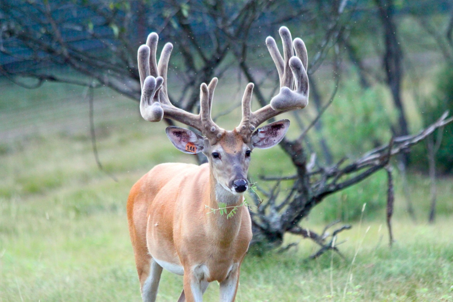 Deer and Hunt Gallery | Michigan Whitetail Hunting
