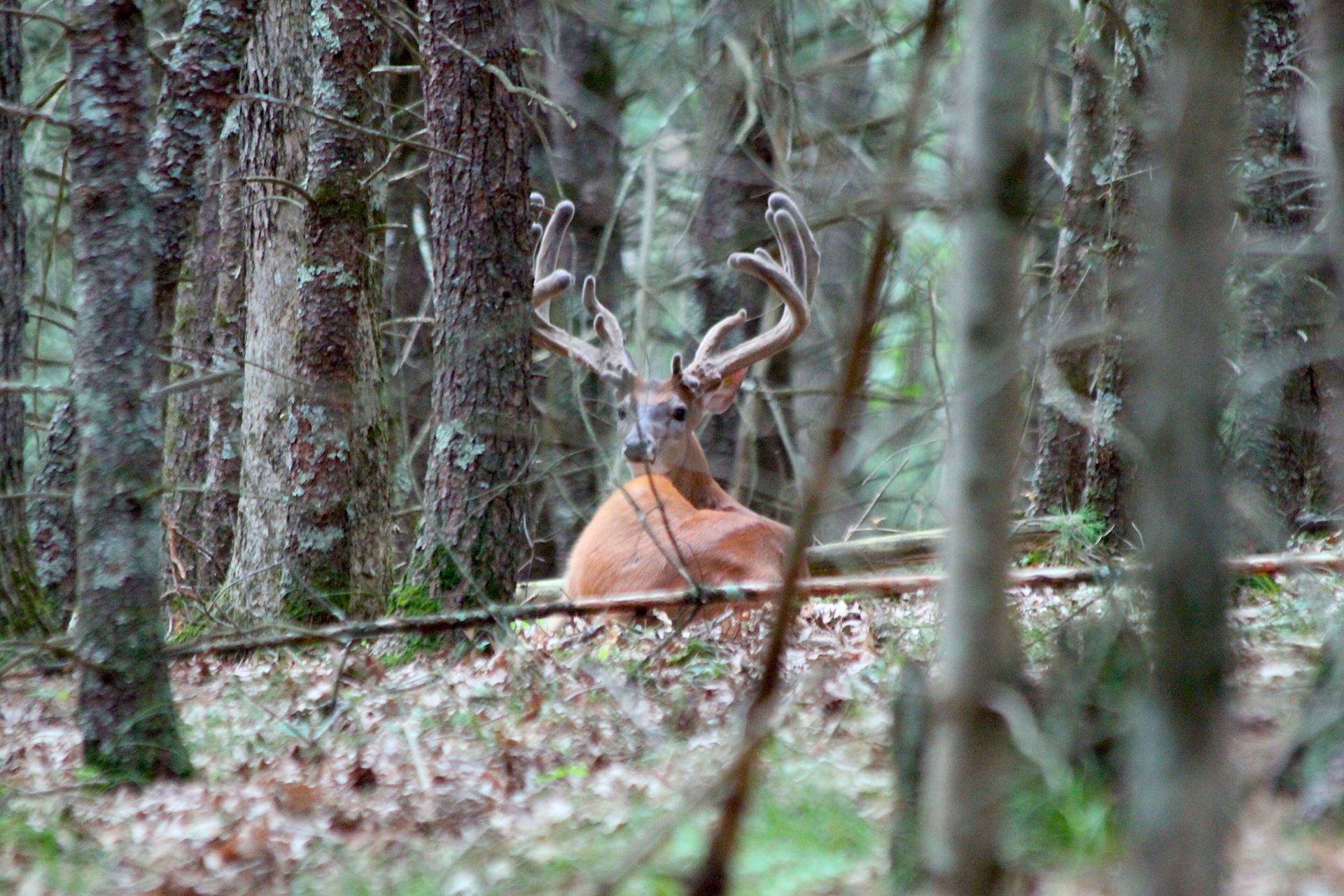 Deer and Hunt Gallery | Michigan Whitetail Hunting