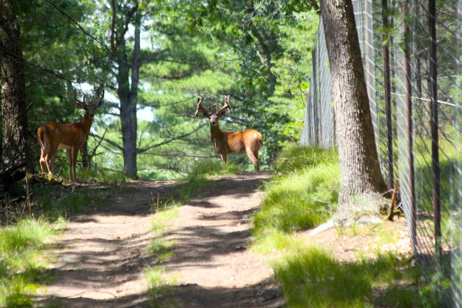 Deer and Hunt Gallery | Michigan Whitetail Hunting