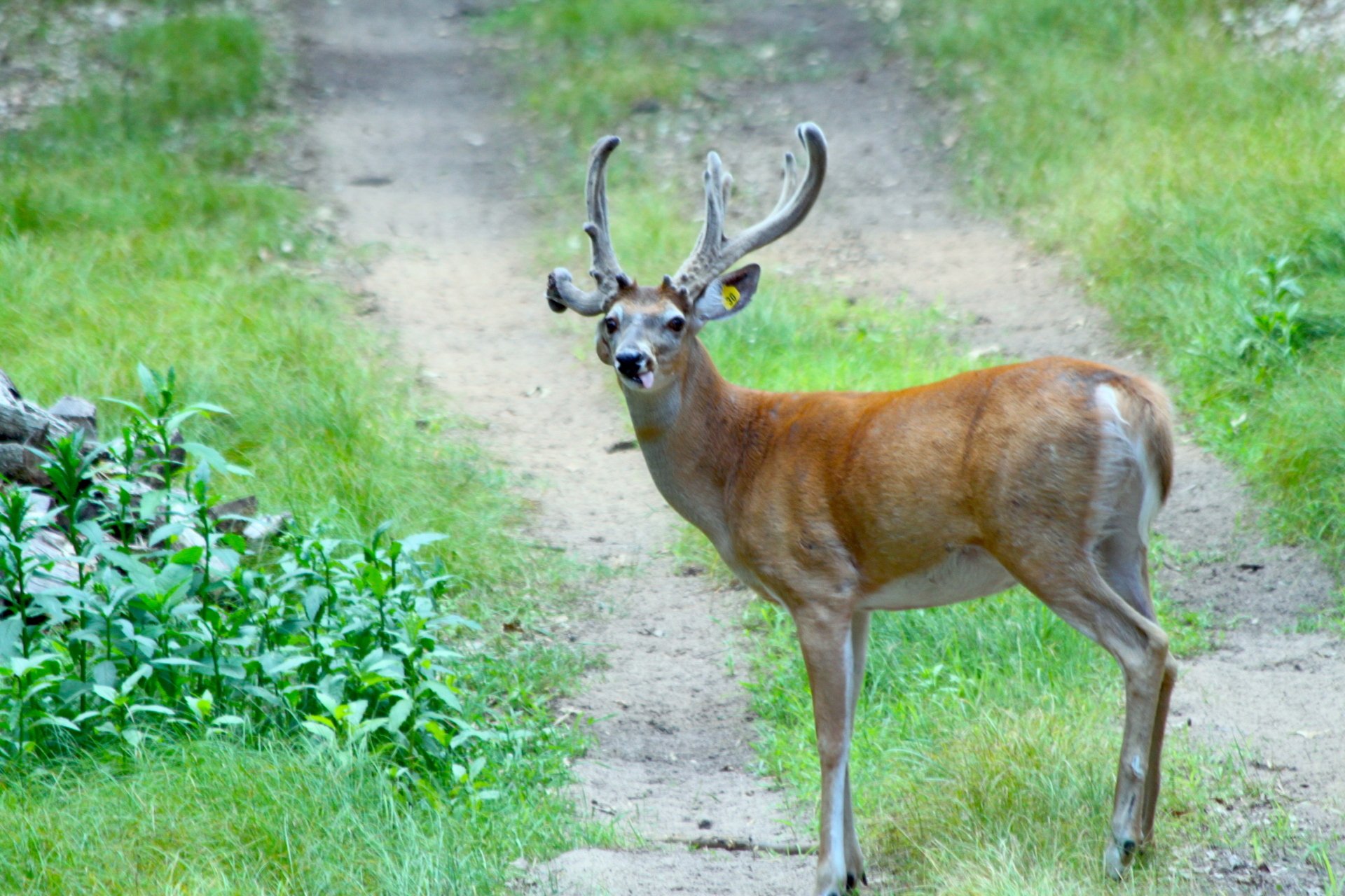 Deer and Hunt Gallery | Michigan Whitetail Hunting