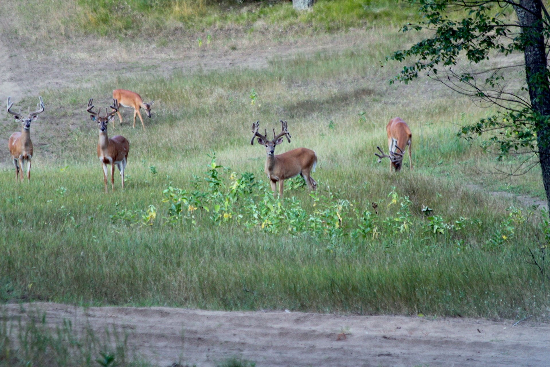 Deer and Hunt Gallery | Michigan Whitetail Hunting
