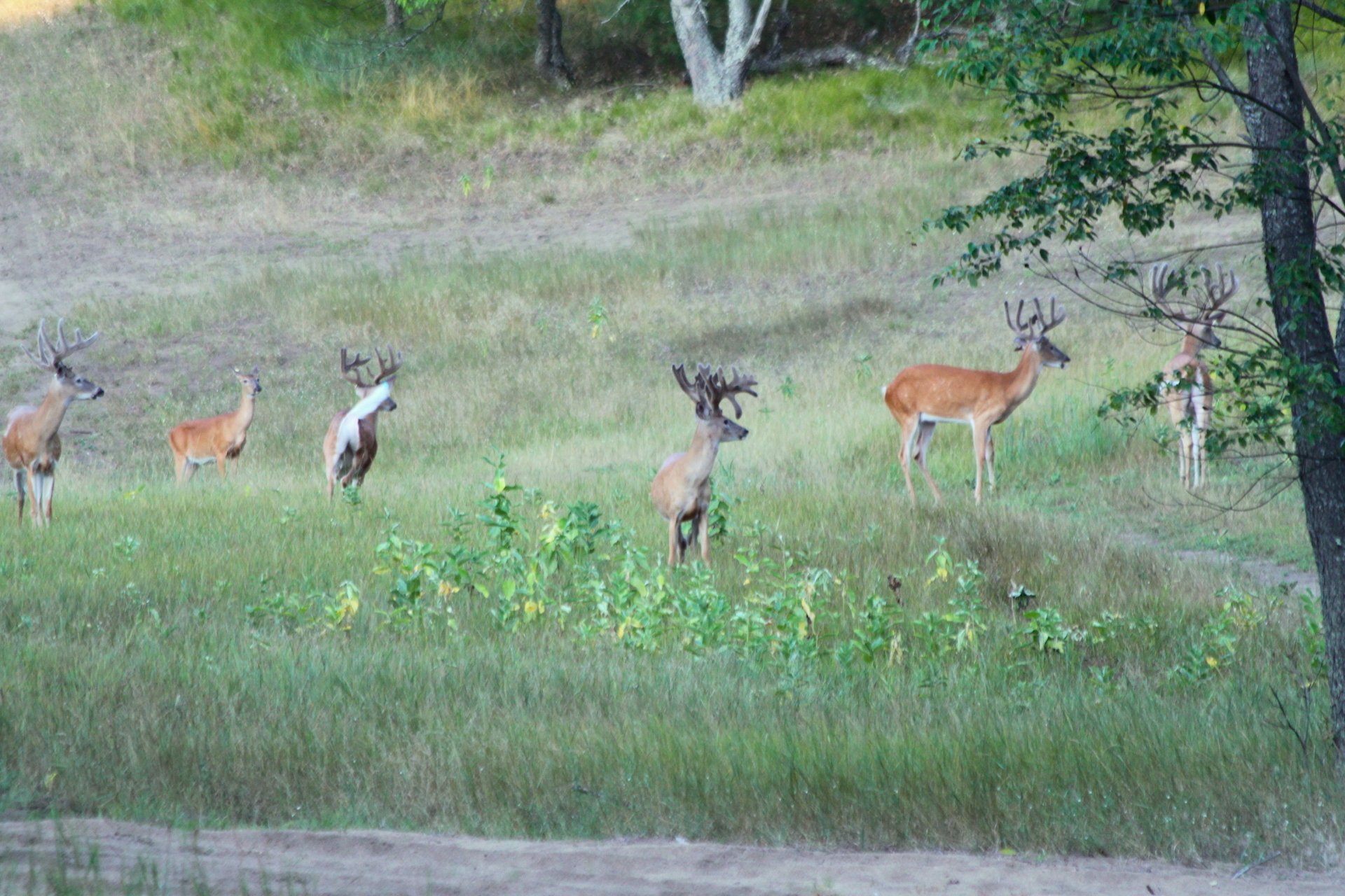 Deer and Hunt Gallery | Michigan Whitetail Hunting