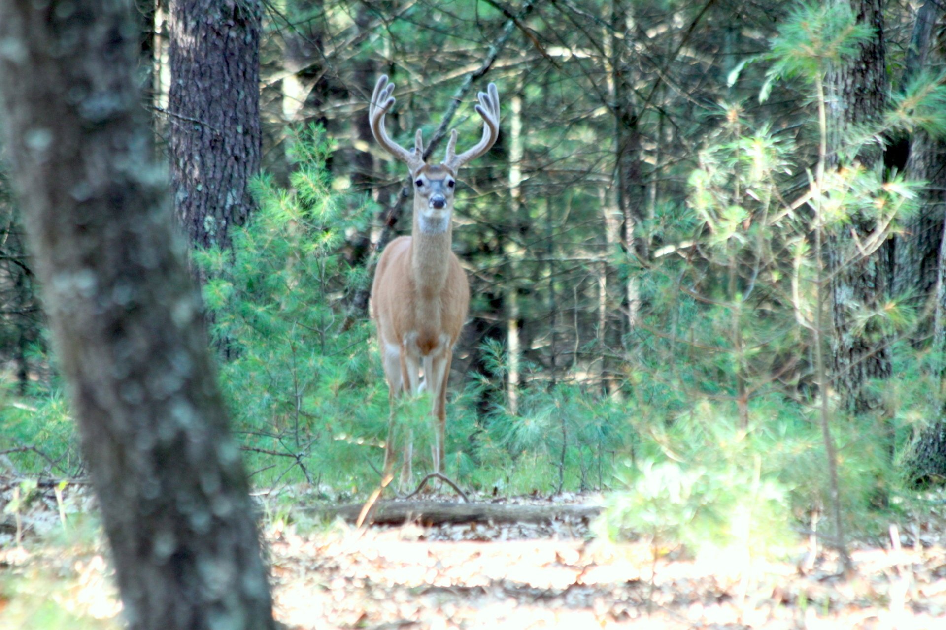 Deer and Hunt Gallery | Michigan Whitetail Hunting