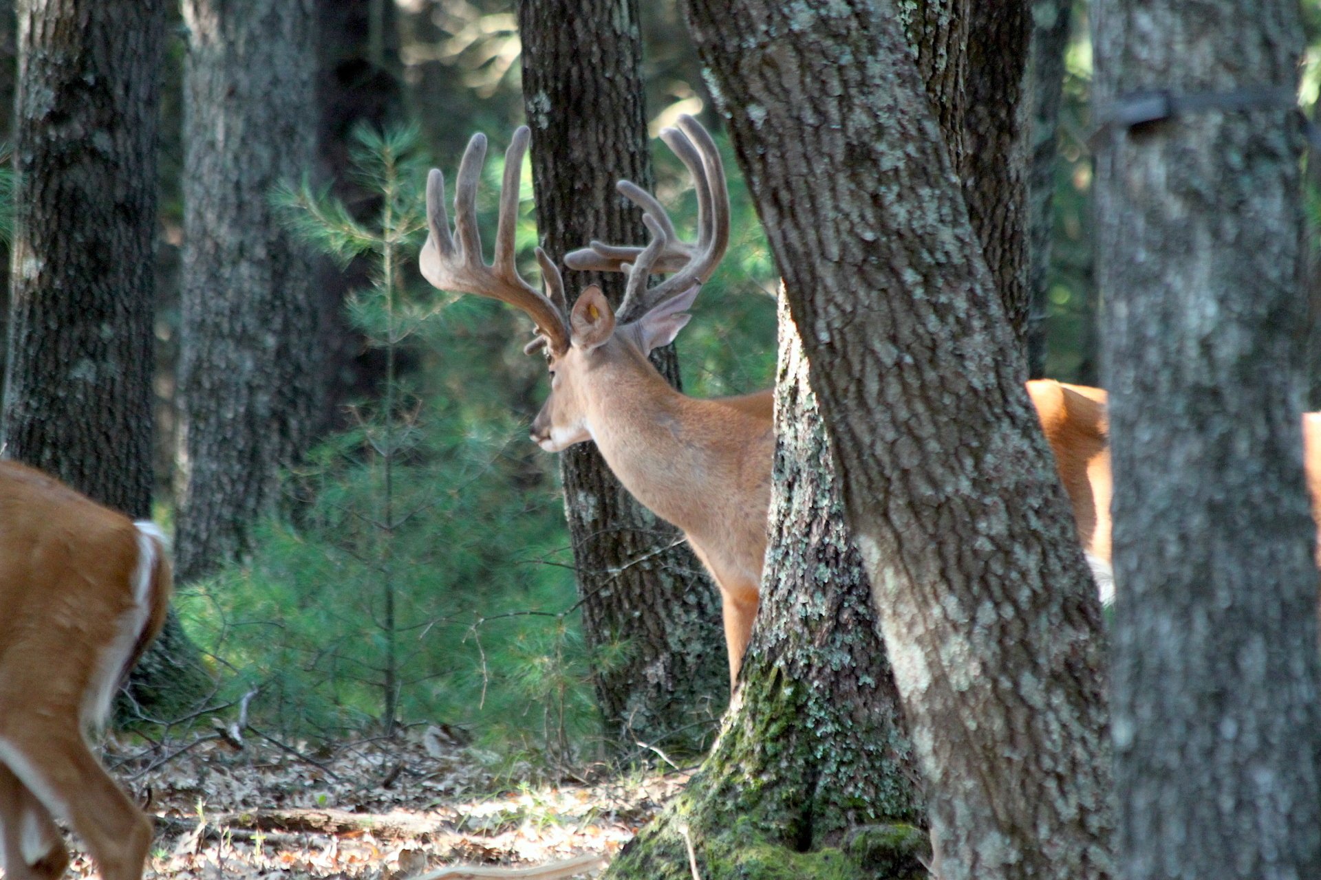Deer and Hunt Gallery | Michigan Whitetail Hunting
