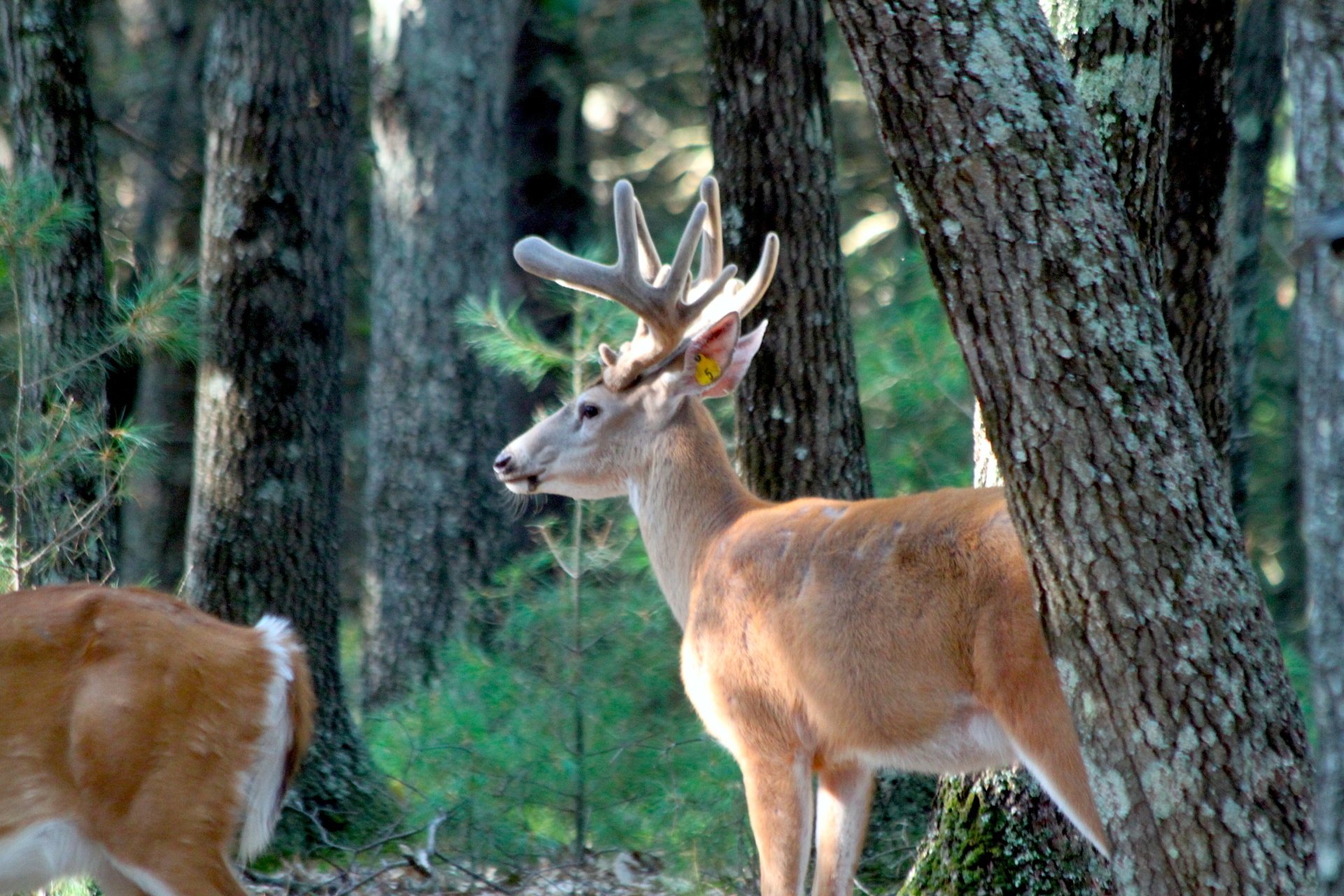 Deer and Hunt Gallery | Michigan Whitetail Hunting