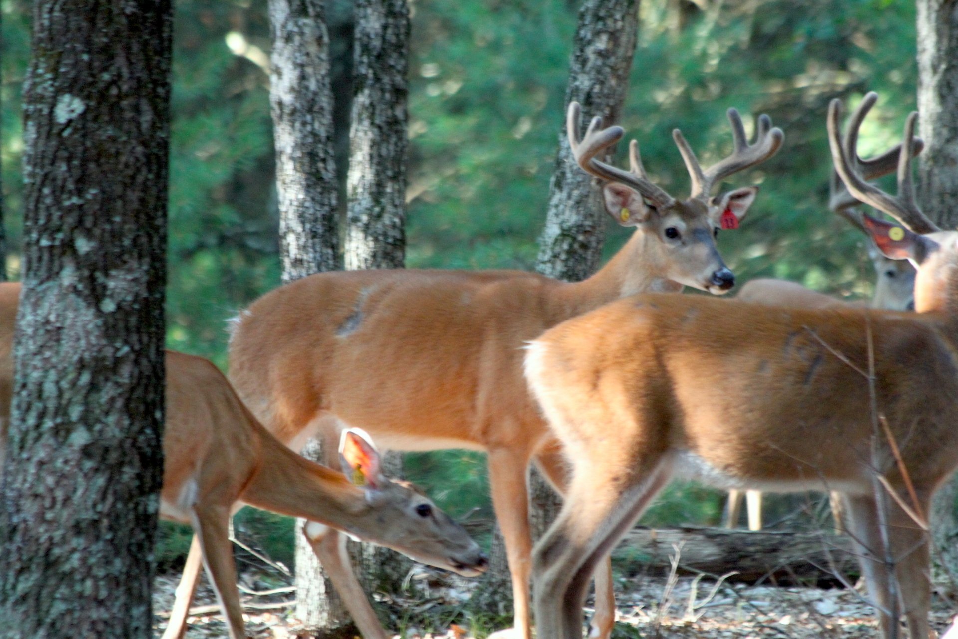 Deer and Hunt Gallery | Michigan Whitetail Hunting